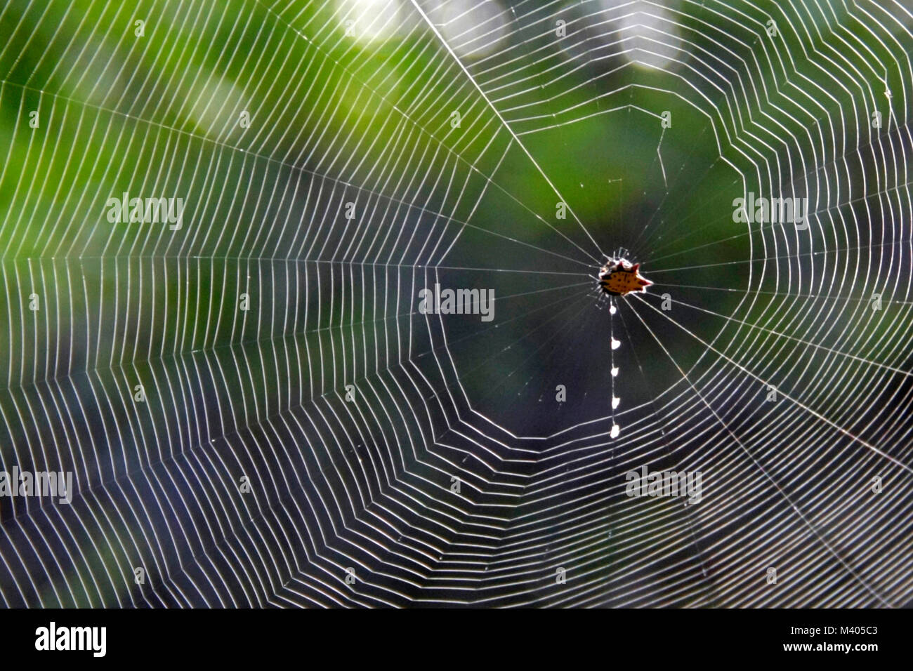 Sharp image of spider in its nest awaiting prey Stock Photo - Alamy