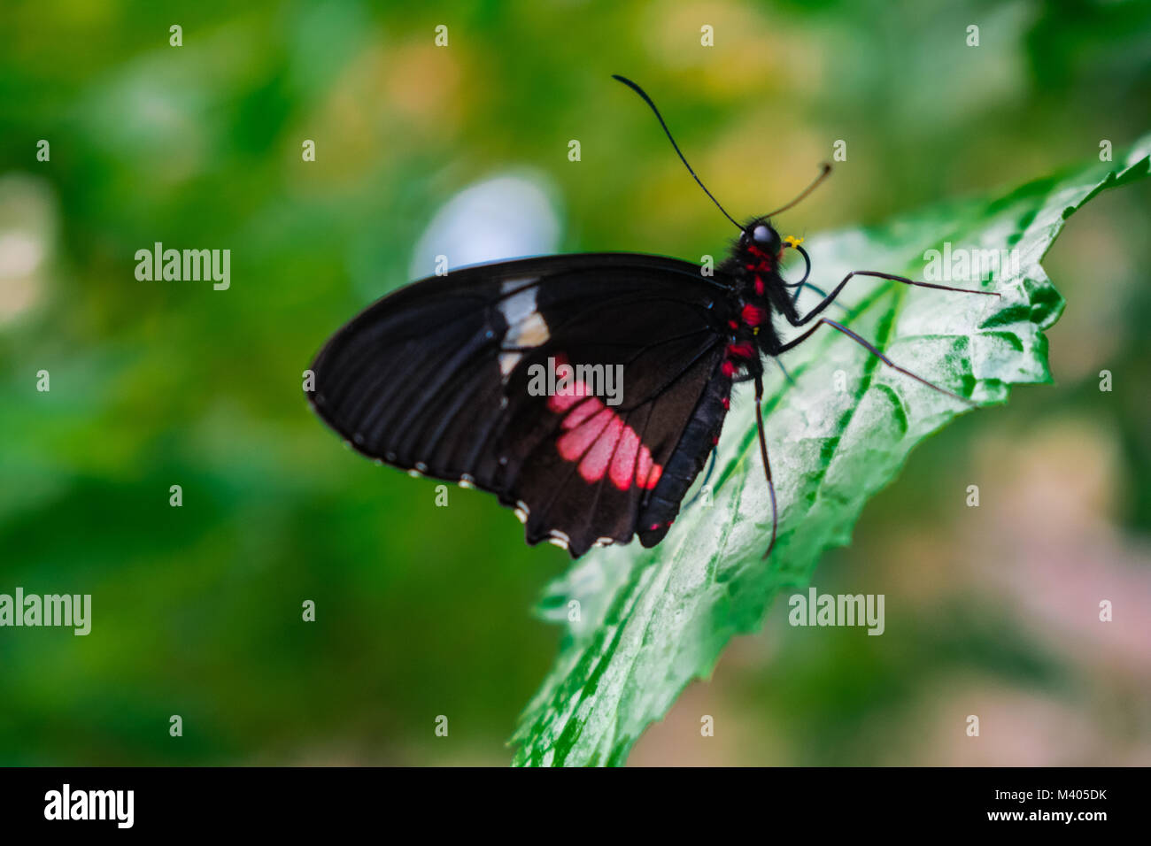 Pink cattleheart butterfly or parides iphidamas hi-res stock ...