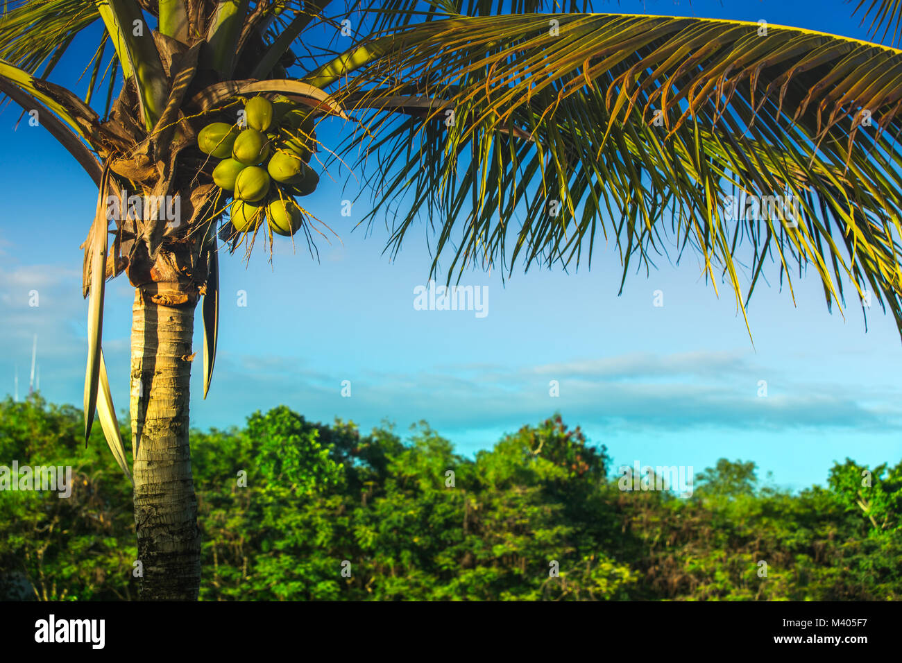 Palm trees and tropical garden Stock Photo - Alamy