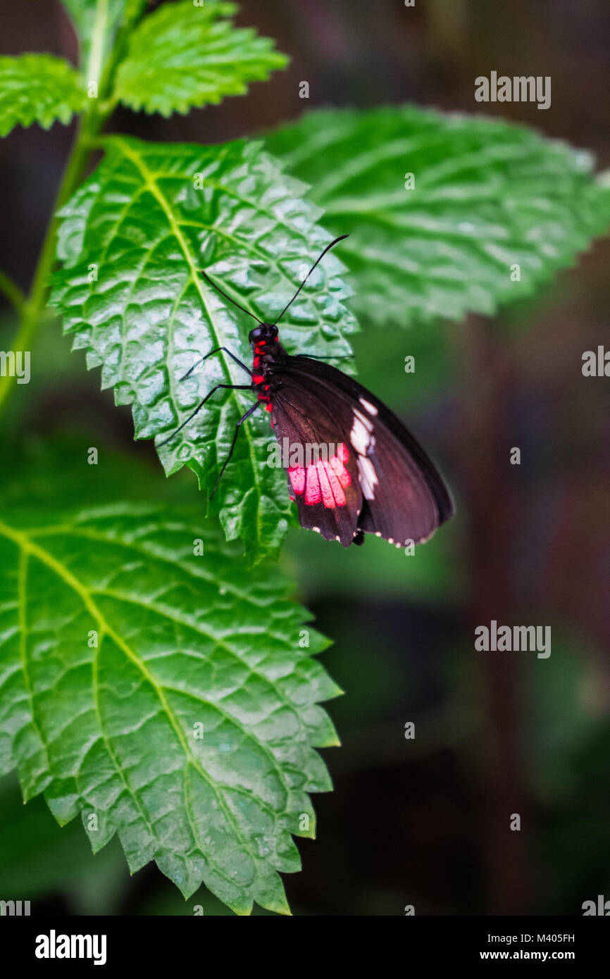Pink cattleheart butterfly or parides iphidamas hi-res stock ...
