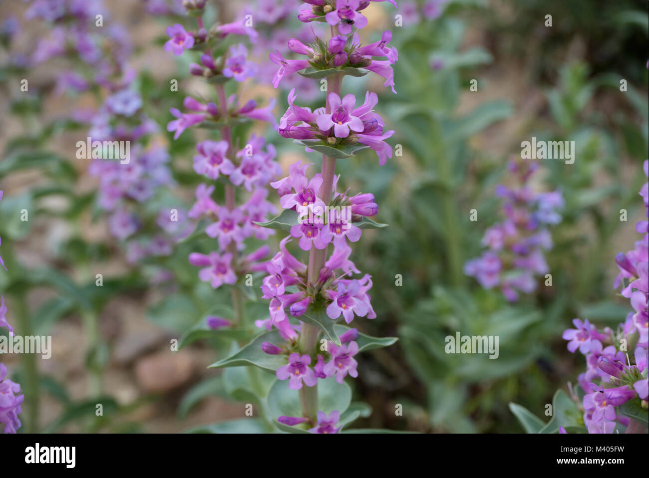 Graceful stem hi-res stock photography and images - Alamy