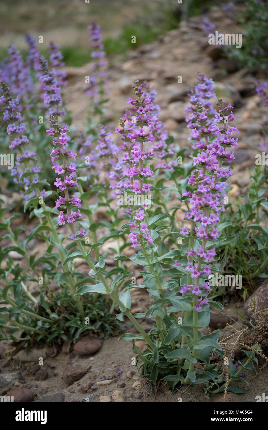 Owyhee County Wildflower High Resolution Stock Photography and Images ...