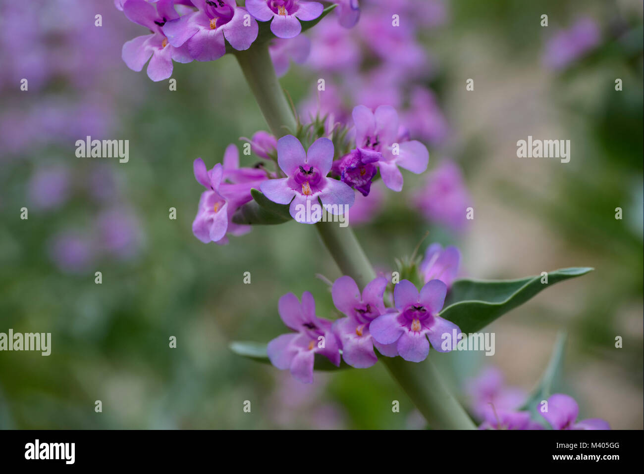 Graceful stem hi-res stock photography and images - Alamy