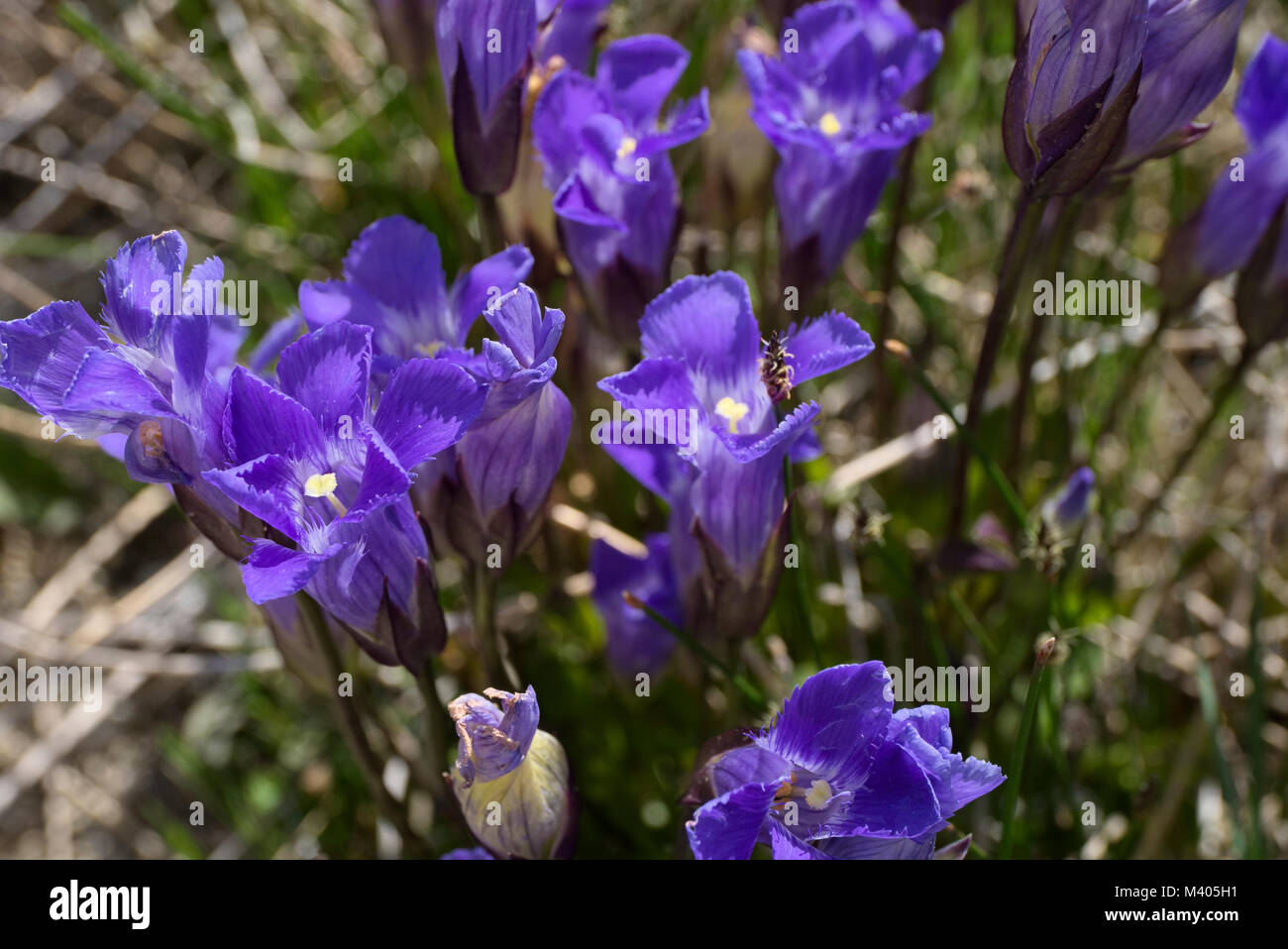 Fringed gentian hi-res stock photography and images - Alamy
