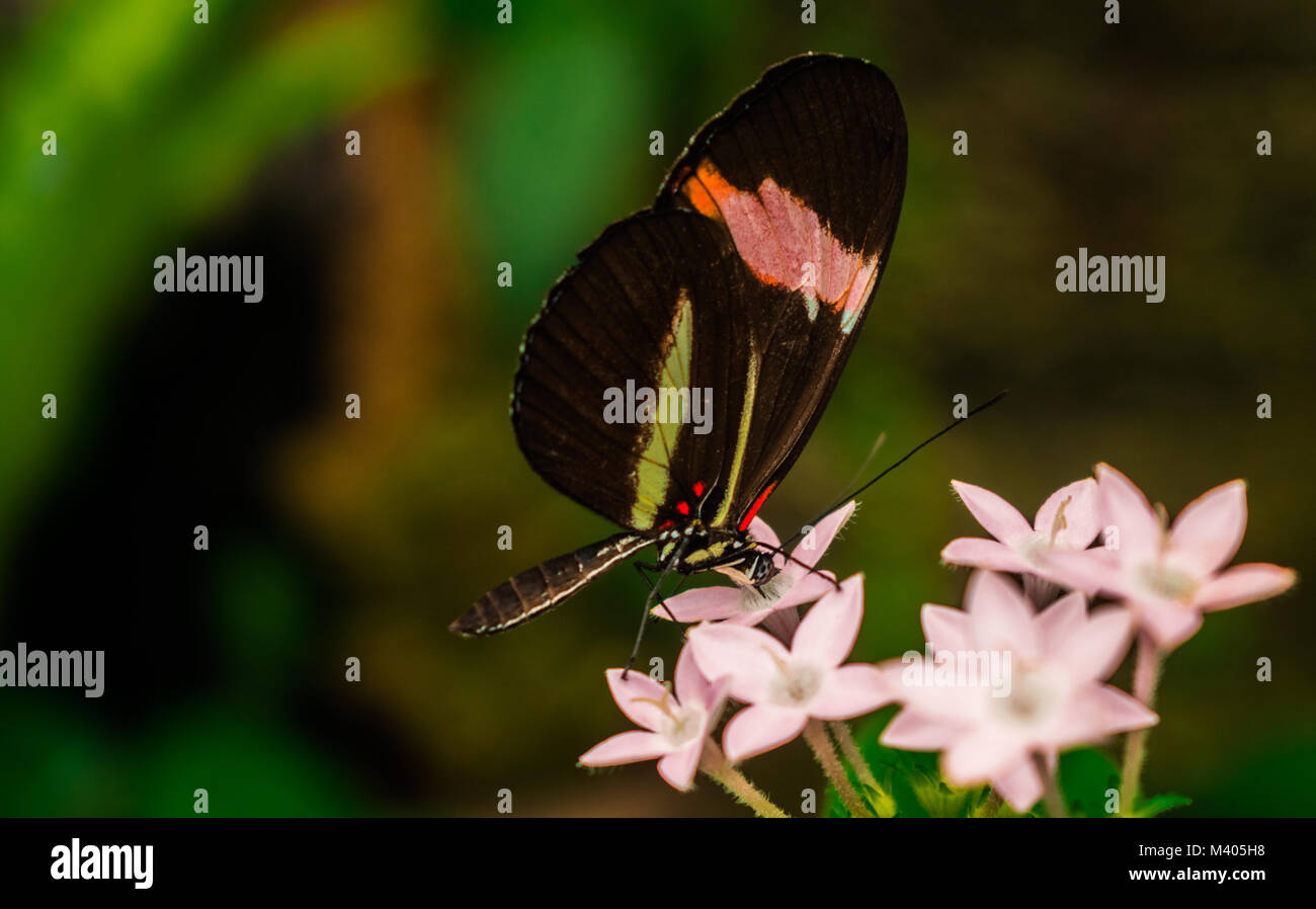Heliconius erato small postman butterfly red passion flower butterfly ...