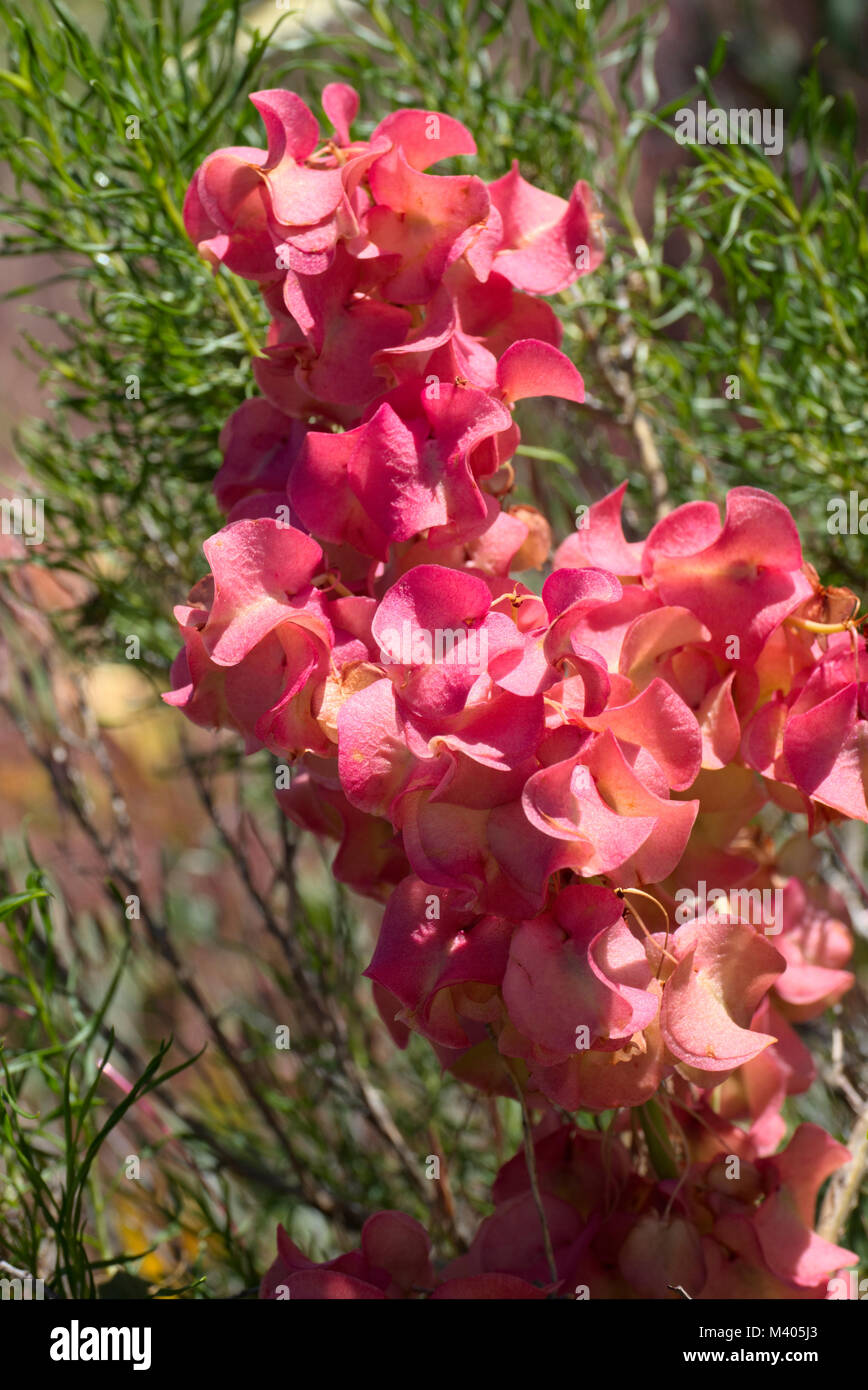Veiny Leaf High Resolution Stock Photography and Images - Alamy