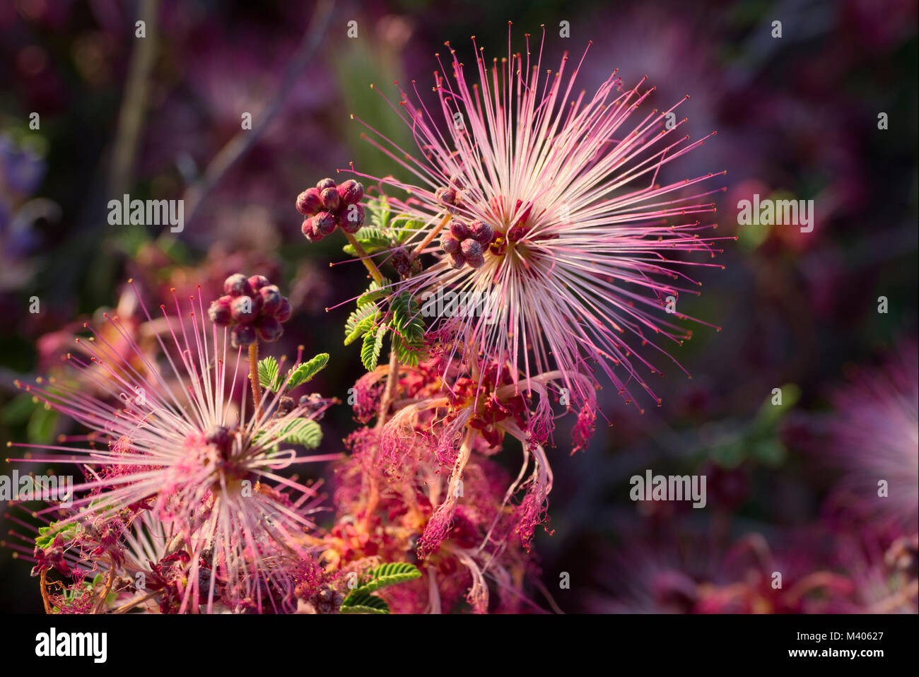 Mesquite flower hi-res stock photography and images - Alamy
