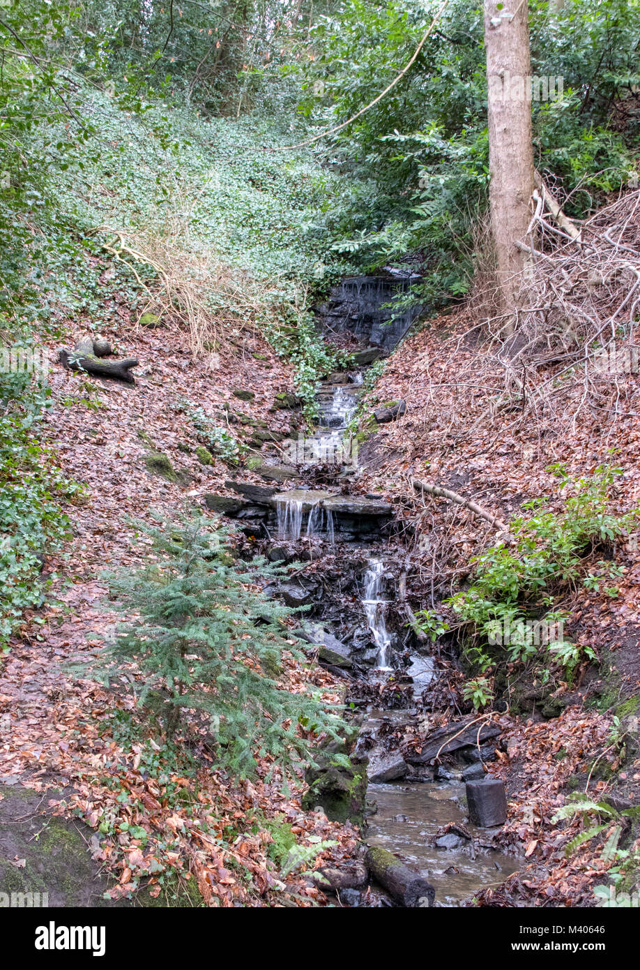 Stream running through woodland in winter Stock Photo - Alamy