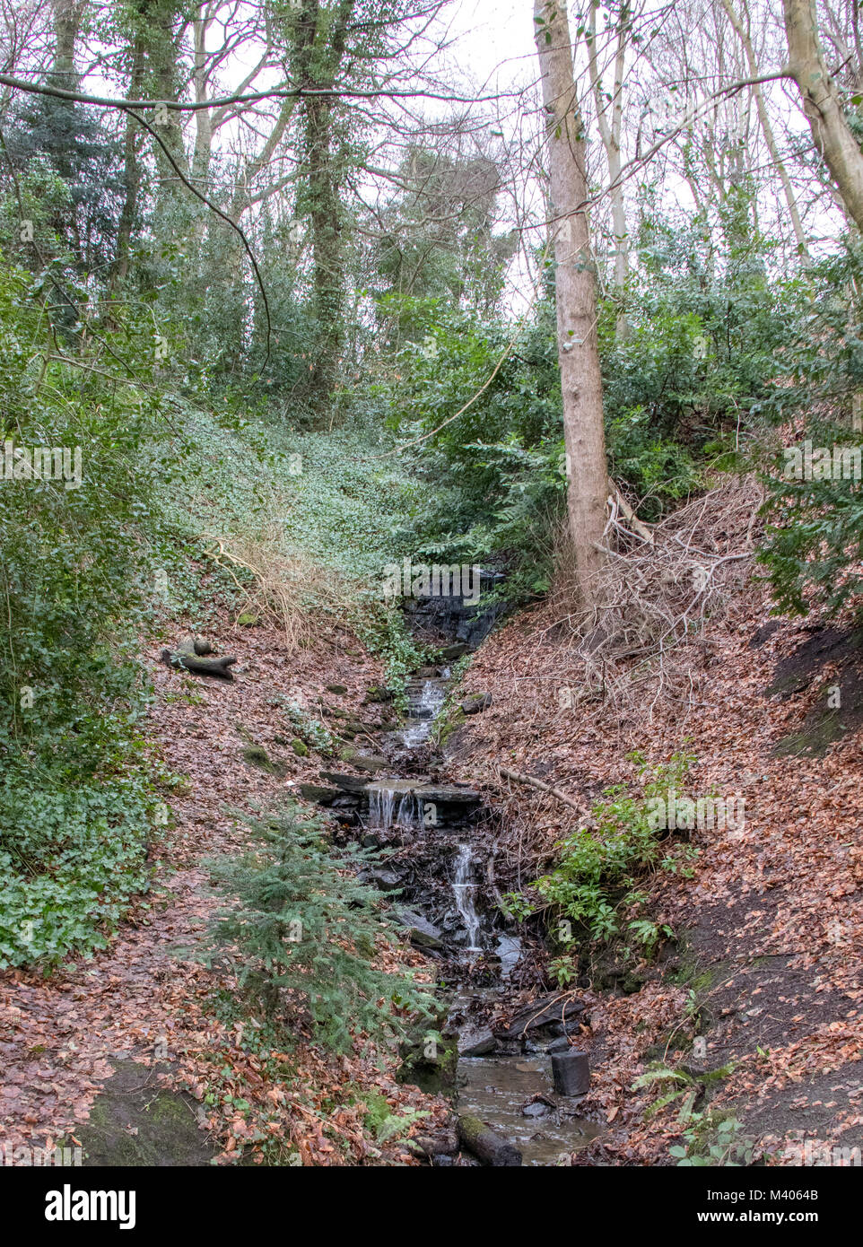 Stream in woodland winter hi-res stock photography and images - Alamy