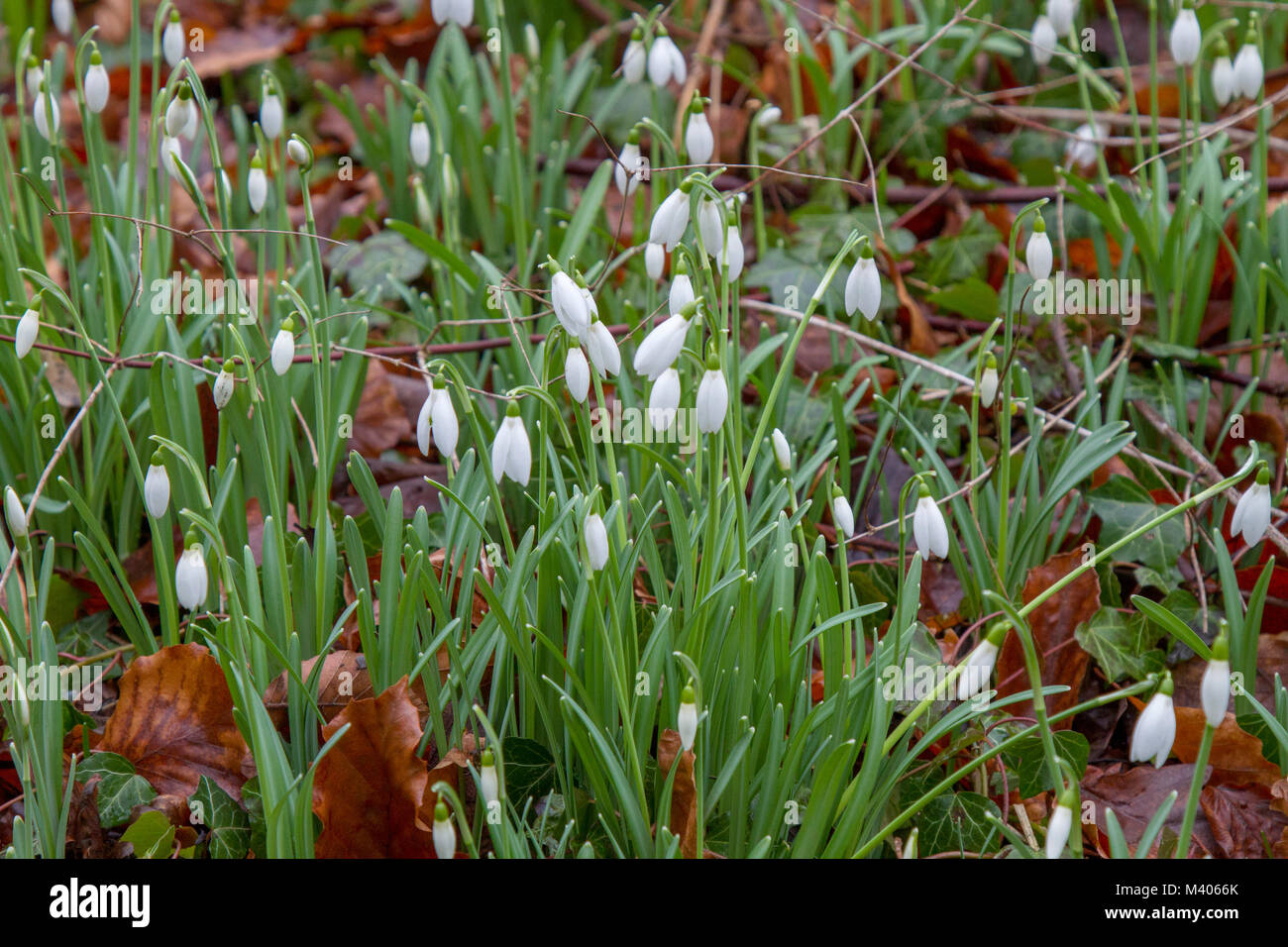 English snowdrops hi-res stock photography and images - Alamy