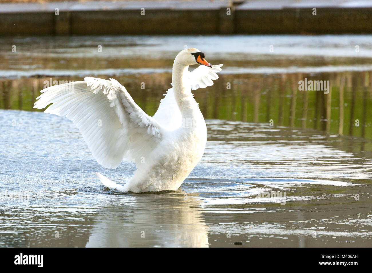 Mute swan stretching wings Stock Photo - Alamy Mute swan stretching wings Stock Photo - Alamy