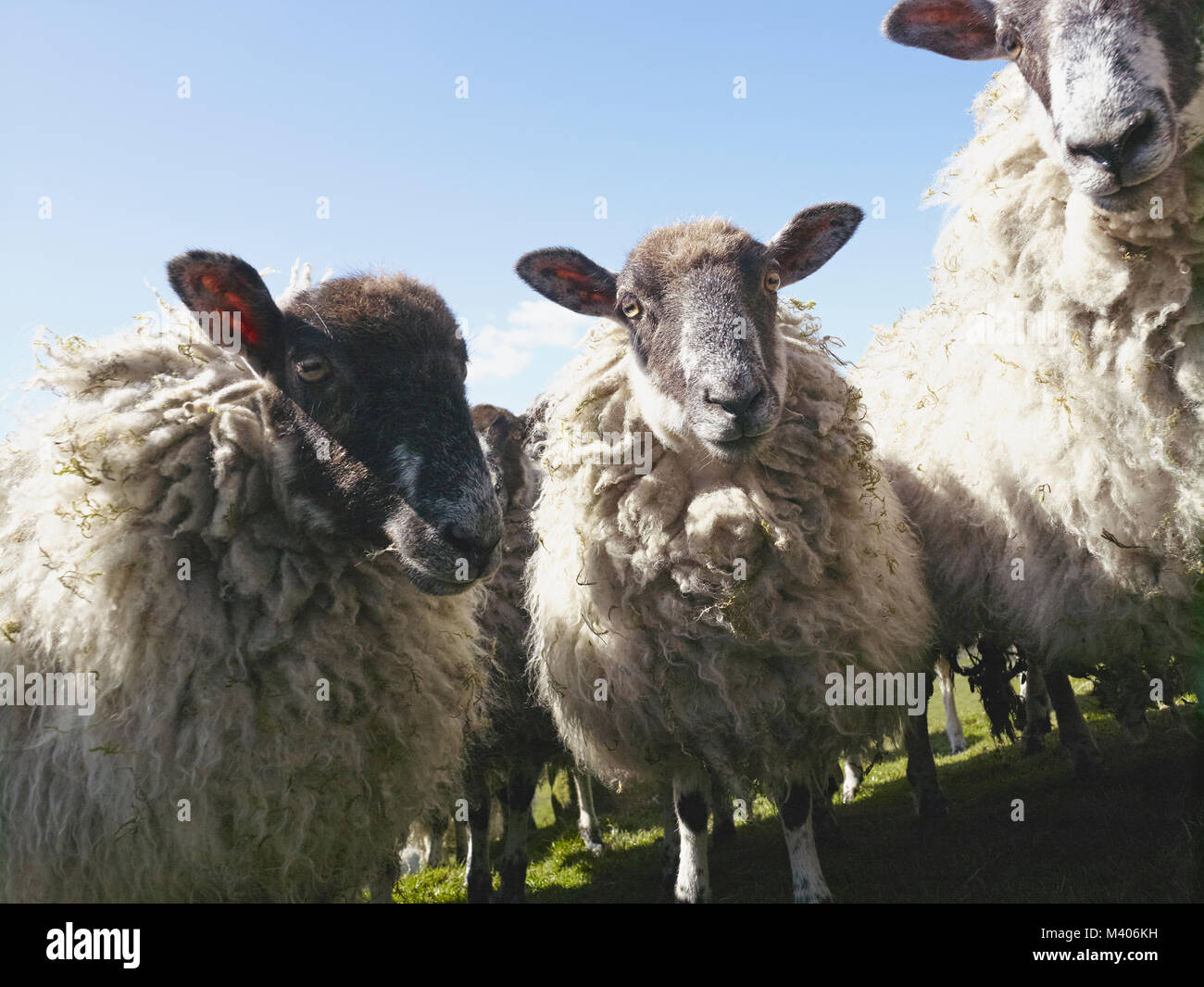 Dales bred sheep gather for feeding near Wath in Nidderdale, North ...