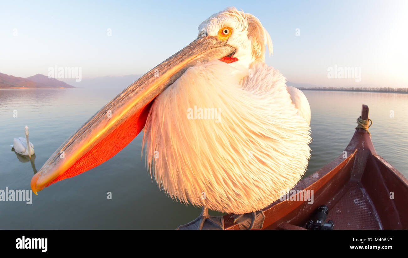 Close up of a Dalmatian Pelican (Pelecanus crispus), Sitting on a Boat ...