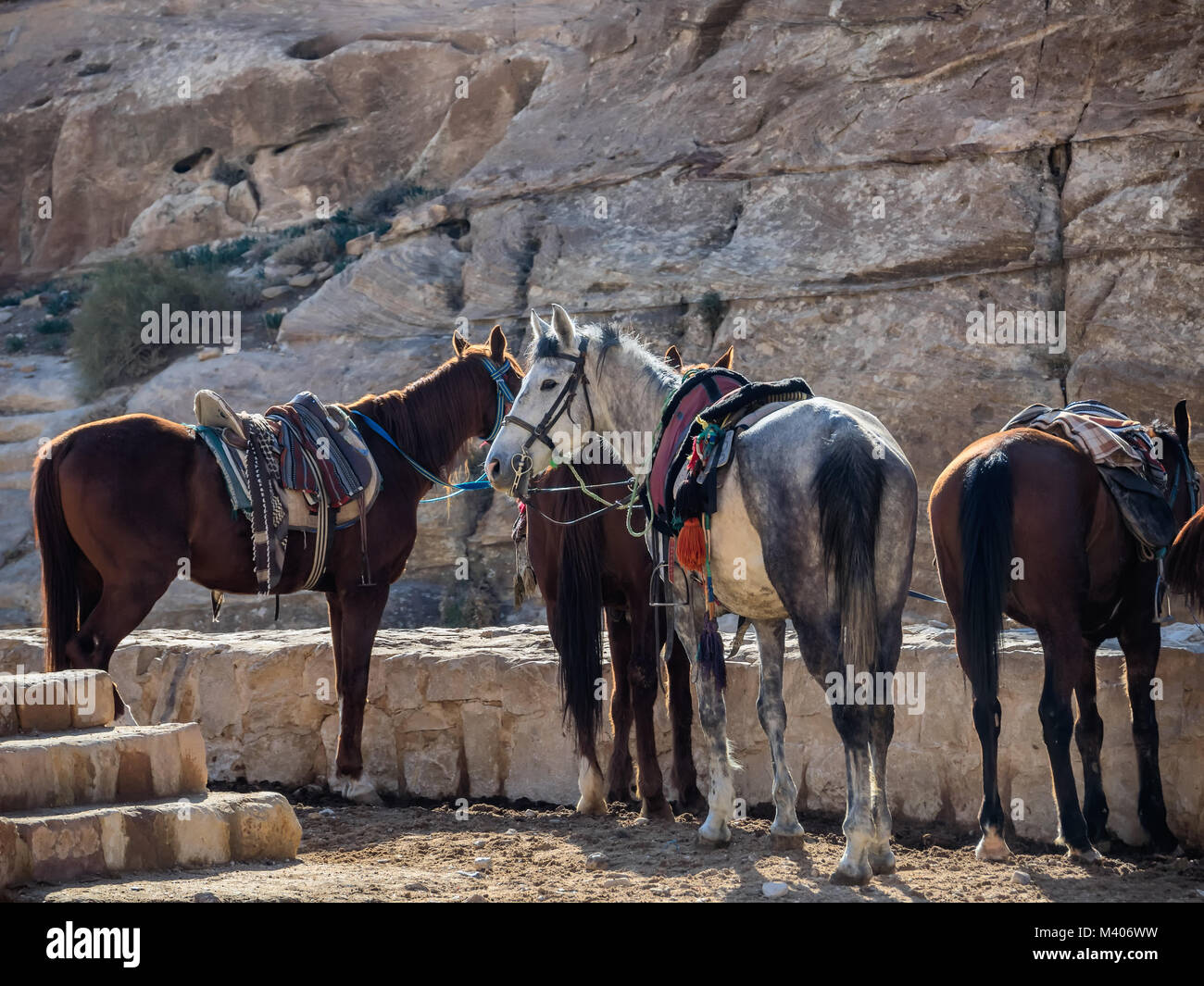 Arab riding horse in desert hi-res stock photography and images - Alamy