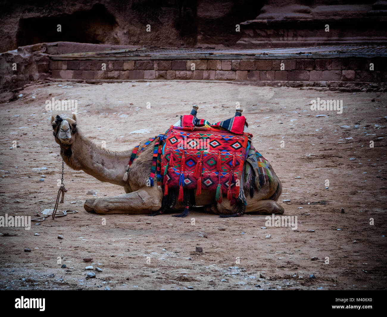Bedouin With His Camels In The Rock City Petra High Resolution Stock ...