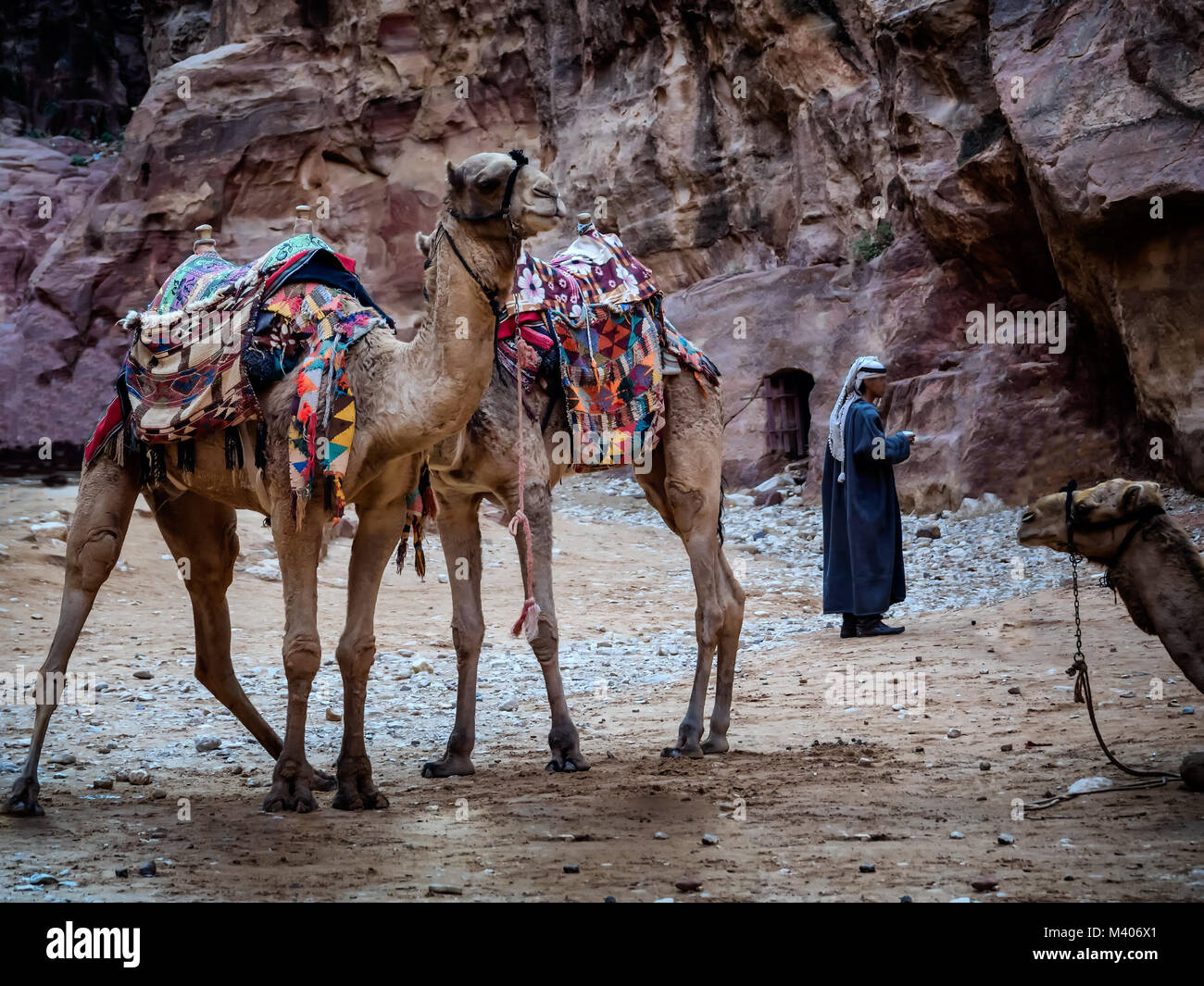 Camels in Petra lost city, Jordan Stock Photo - Alamy