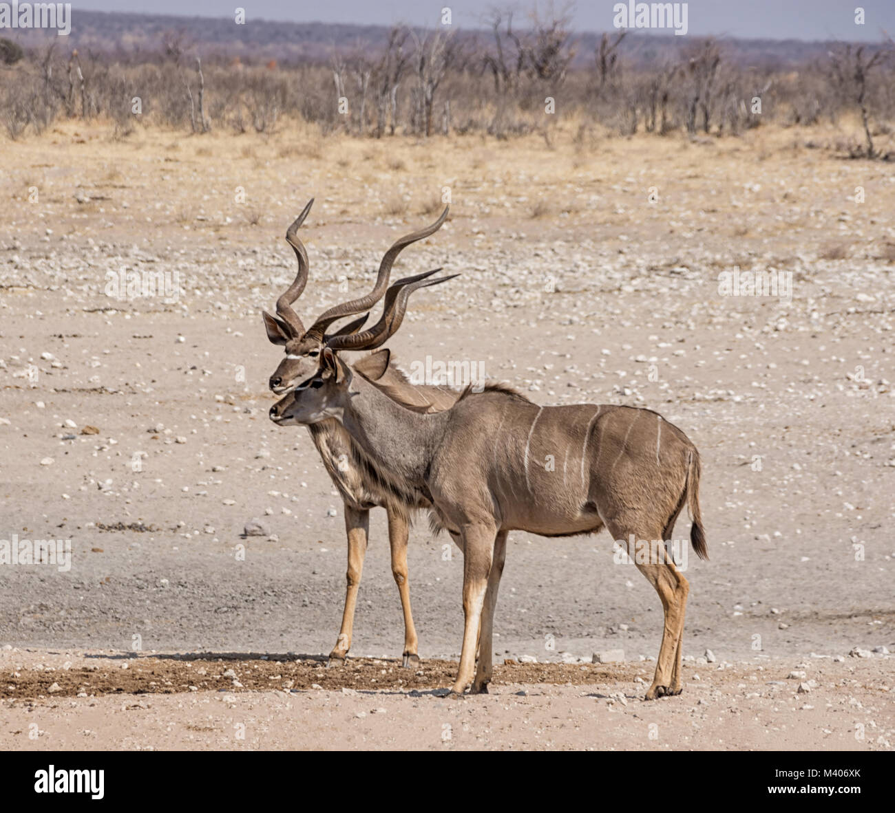 Kudu bulls at a watering hole in Namibian savanna Stock Photo - Alamy