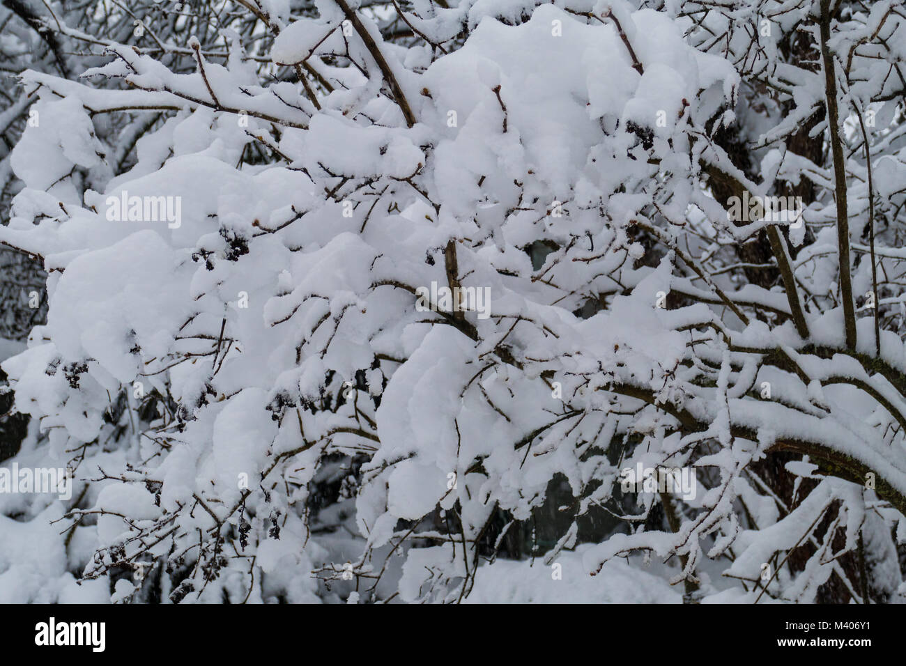 Tree branch in winter with snow Stock Photo - Alamy