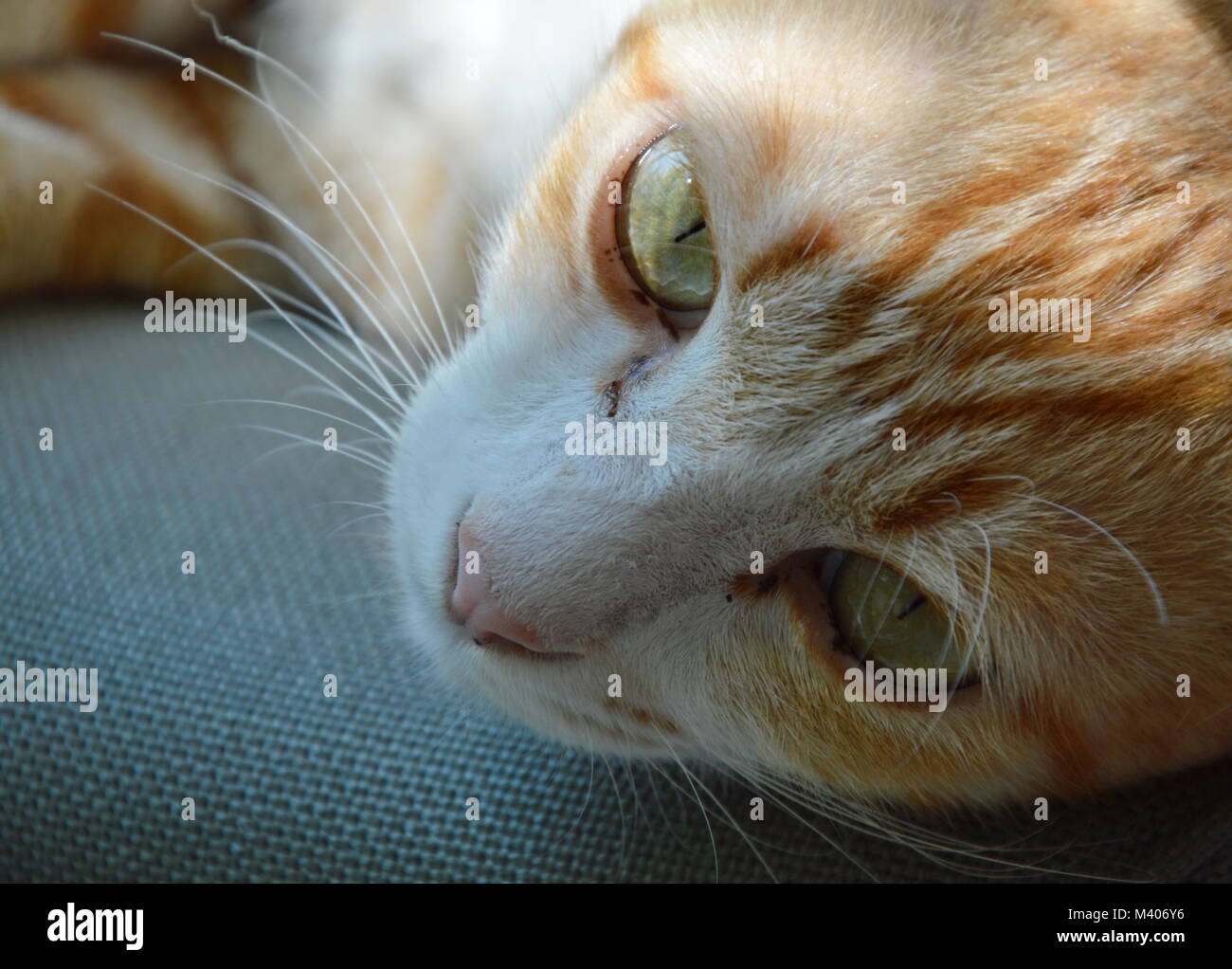 ginger cat laying and relax on chair Stock Photo - Alamy