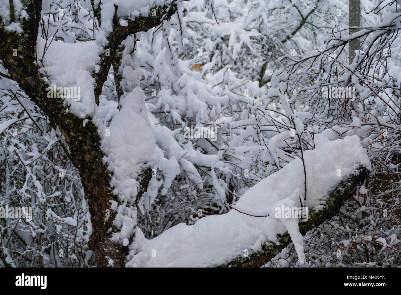 Tree branch in winter with snow Stock Photo - Alamy