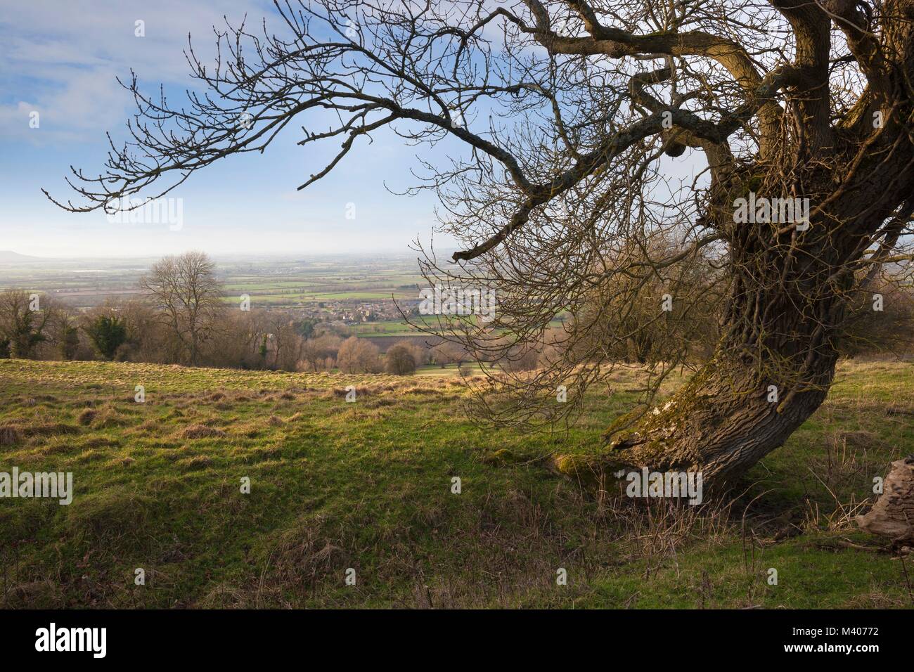 Cotswold landscape in winter with ash tree Stock Photo - Alamy