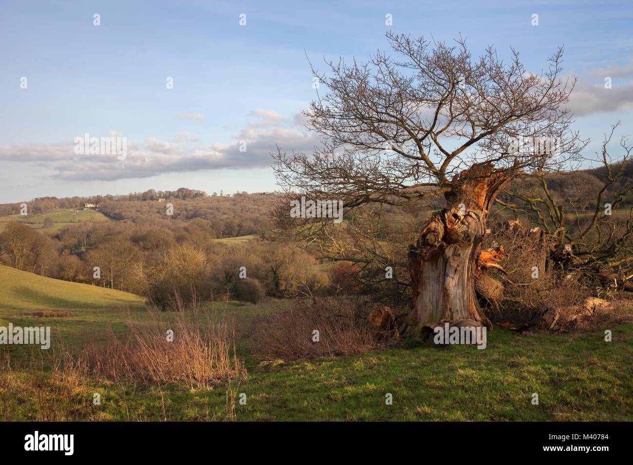 Gnarled oak tree hi-res stock photography and images - Alamy