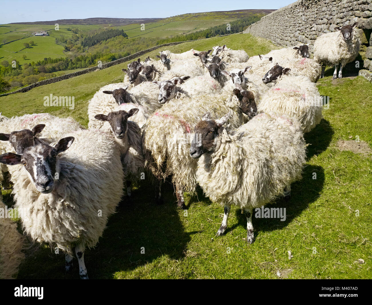 Dales bred sheep gather for feeding near Wath in Nidderdale, North ...