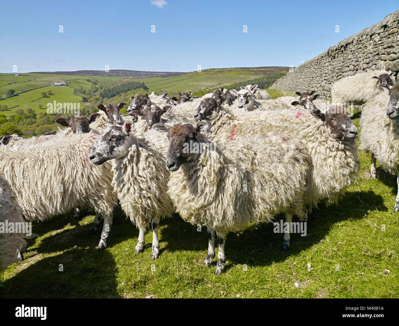Dales bred hi-res stock photography and images - Alamy