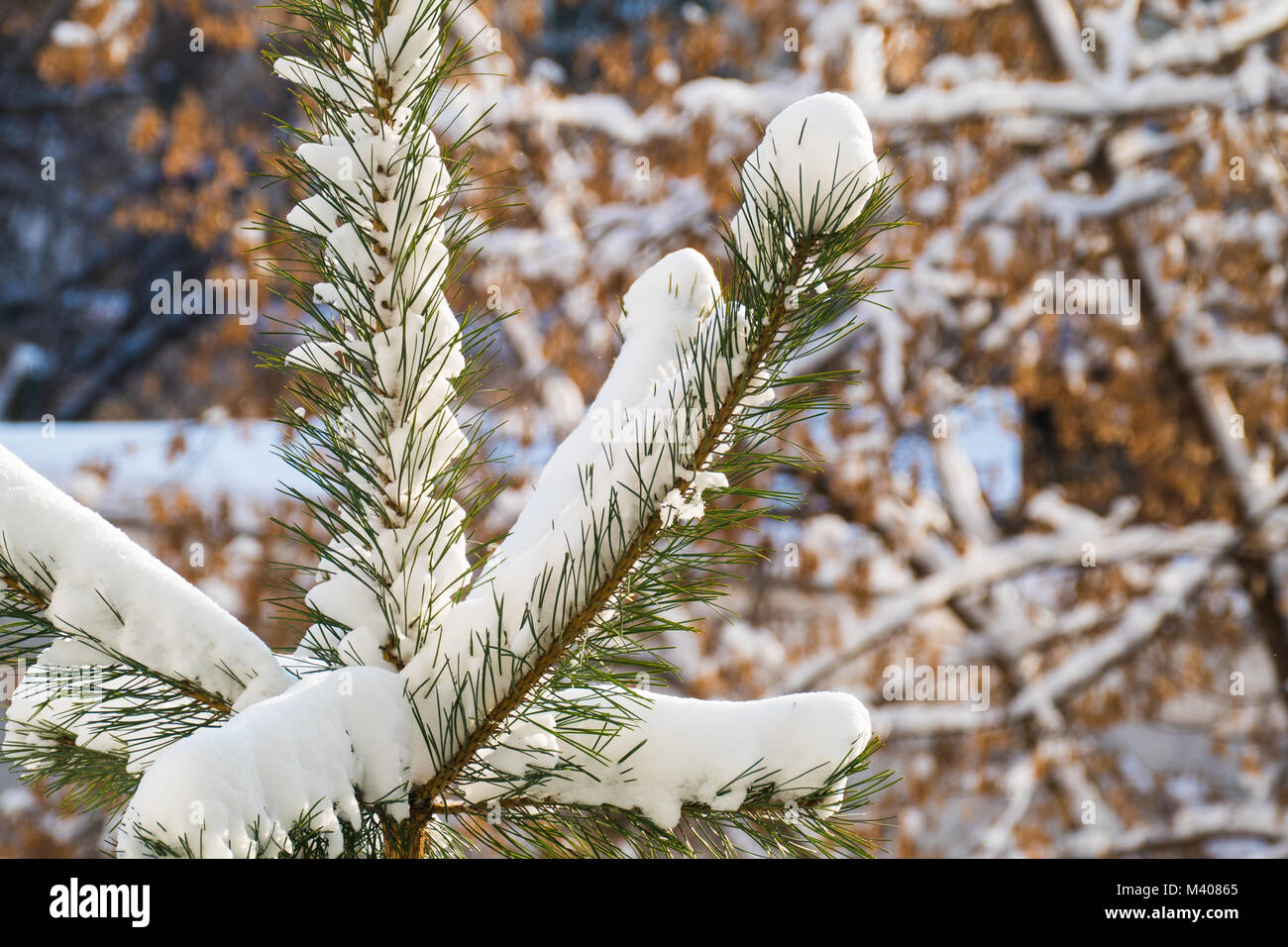 Tree branch in winter with snow Stock Photo - Alamy