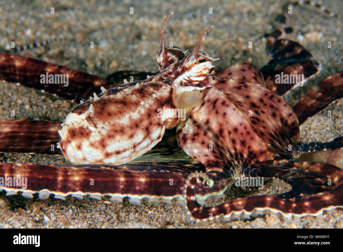 Mimic octopus hi-res stock photography and images - Alamy