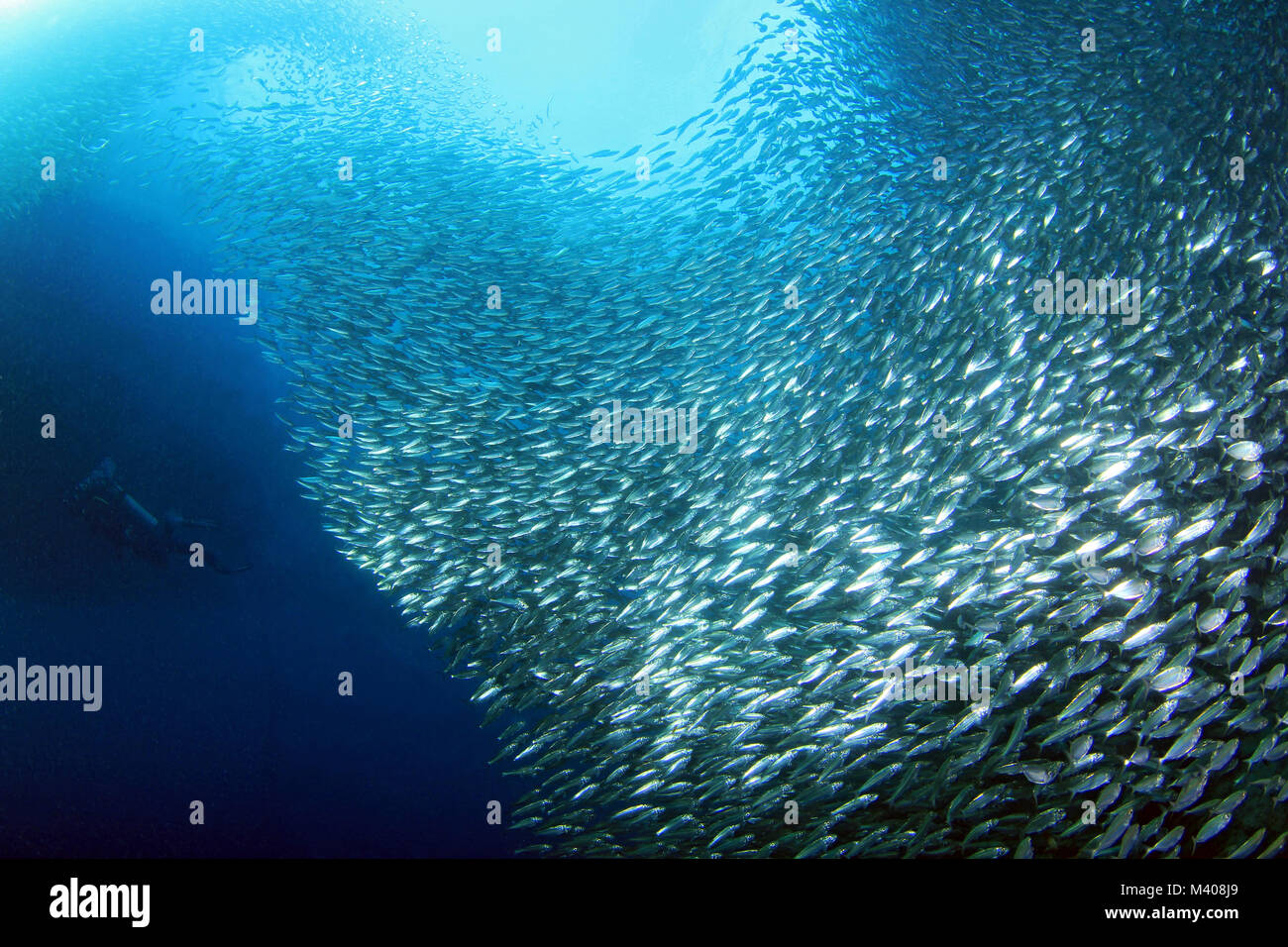 The philippines and sardines hi-res stock photography and images - Alamy
