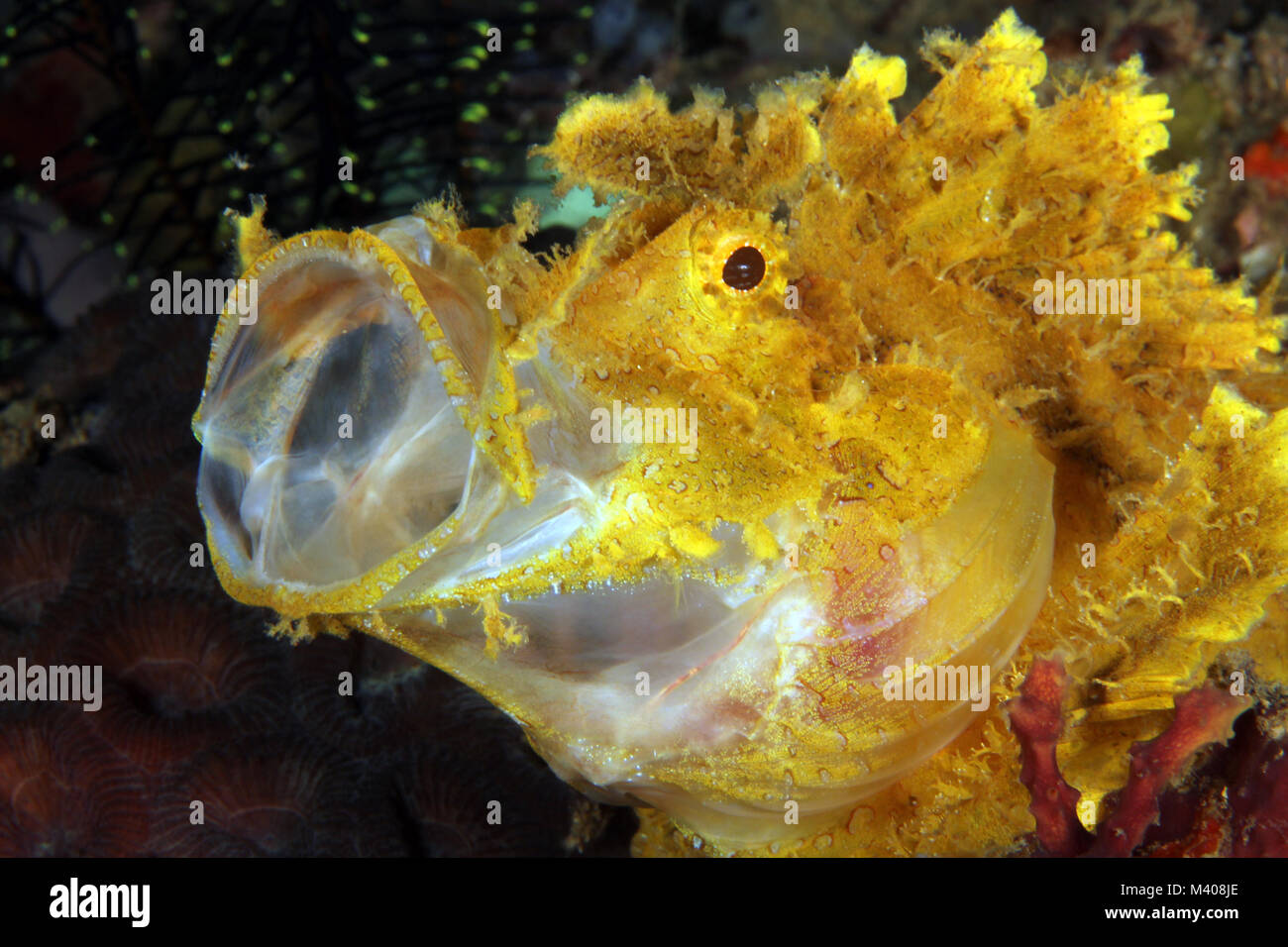 Yellow Weedy Scorpionfish (Rhinopias frondosa) with open Mouth. Anilao ...