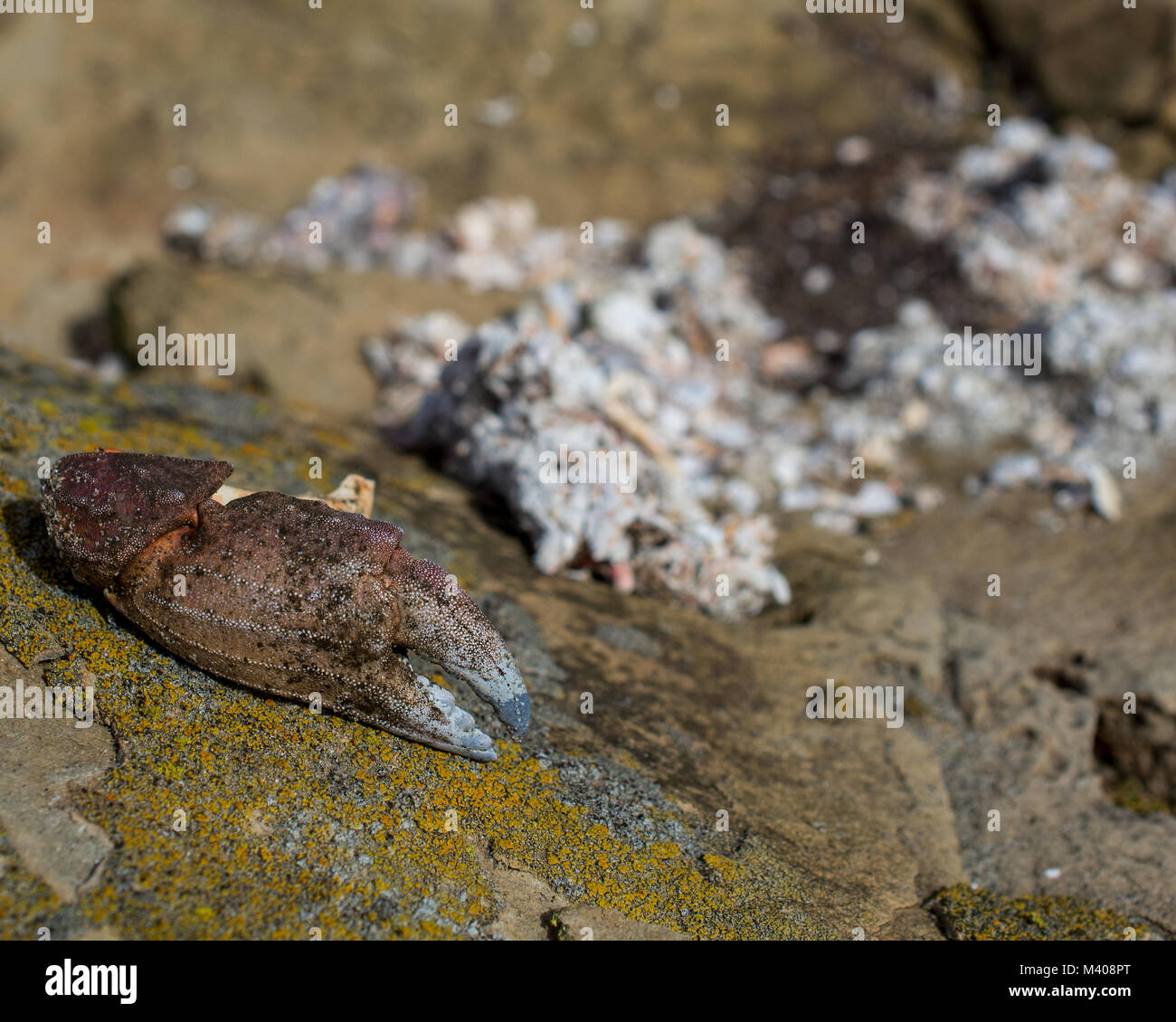 The claw of a dead crab at a rock in the end of the Estero Trail, Point ...