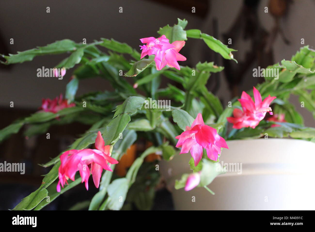 Christmas cactus hi-res stock photography and images - Alamy