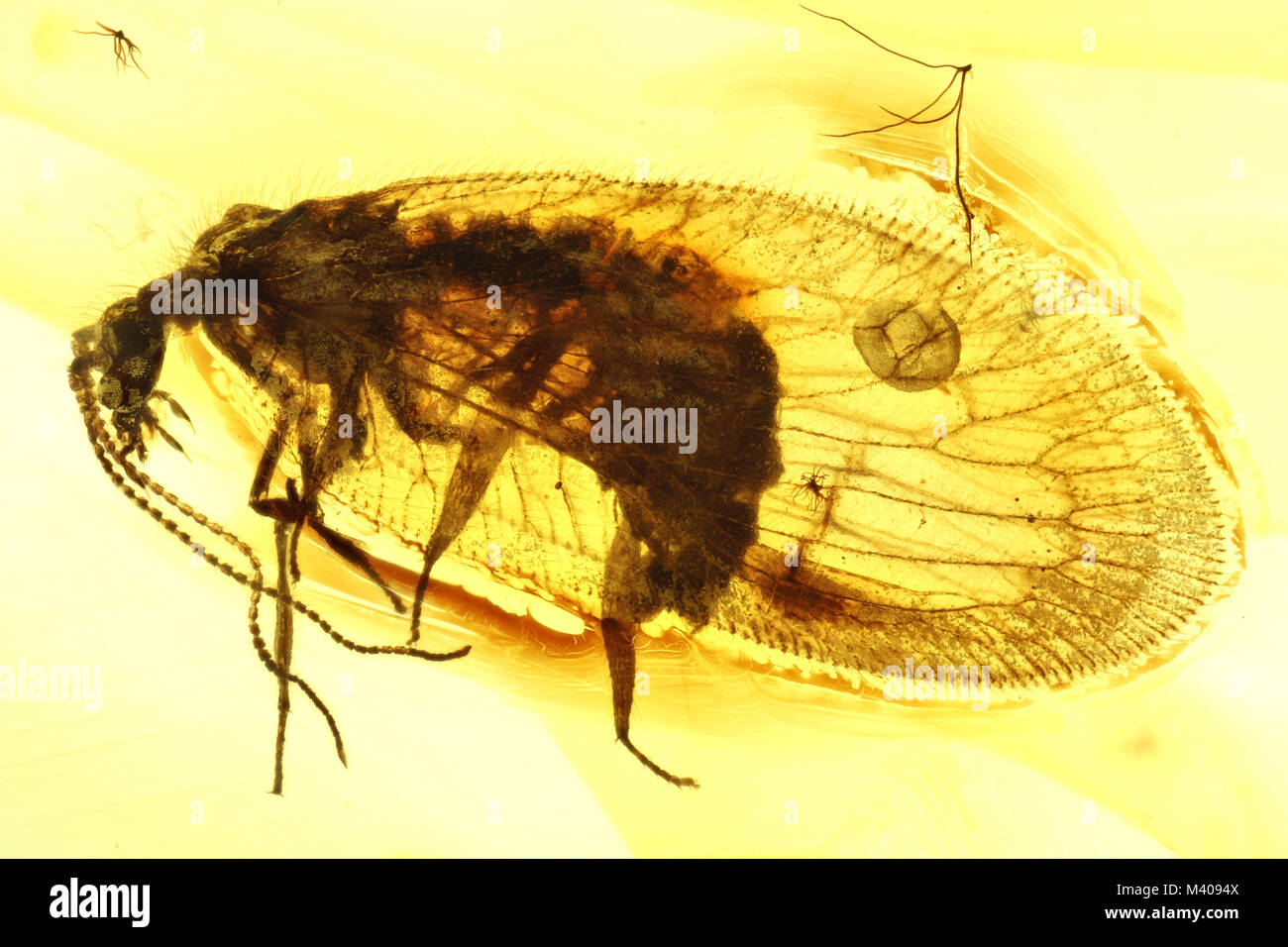 Brown lacewing hi-res stock photography and images - Alamy