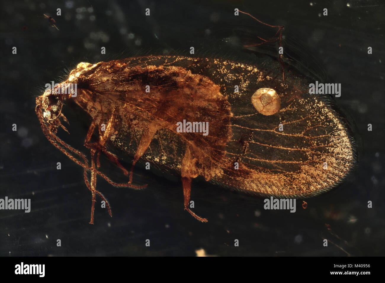 Brown lacewing hi-res stock photography and images - Alamy