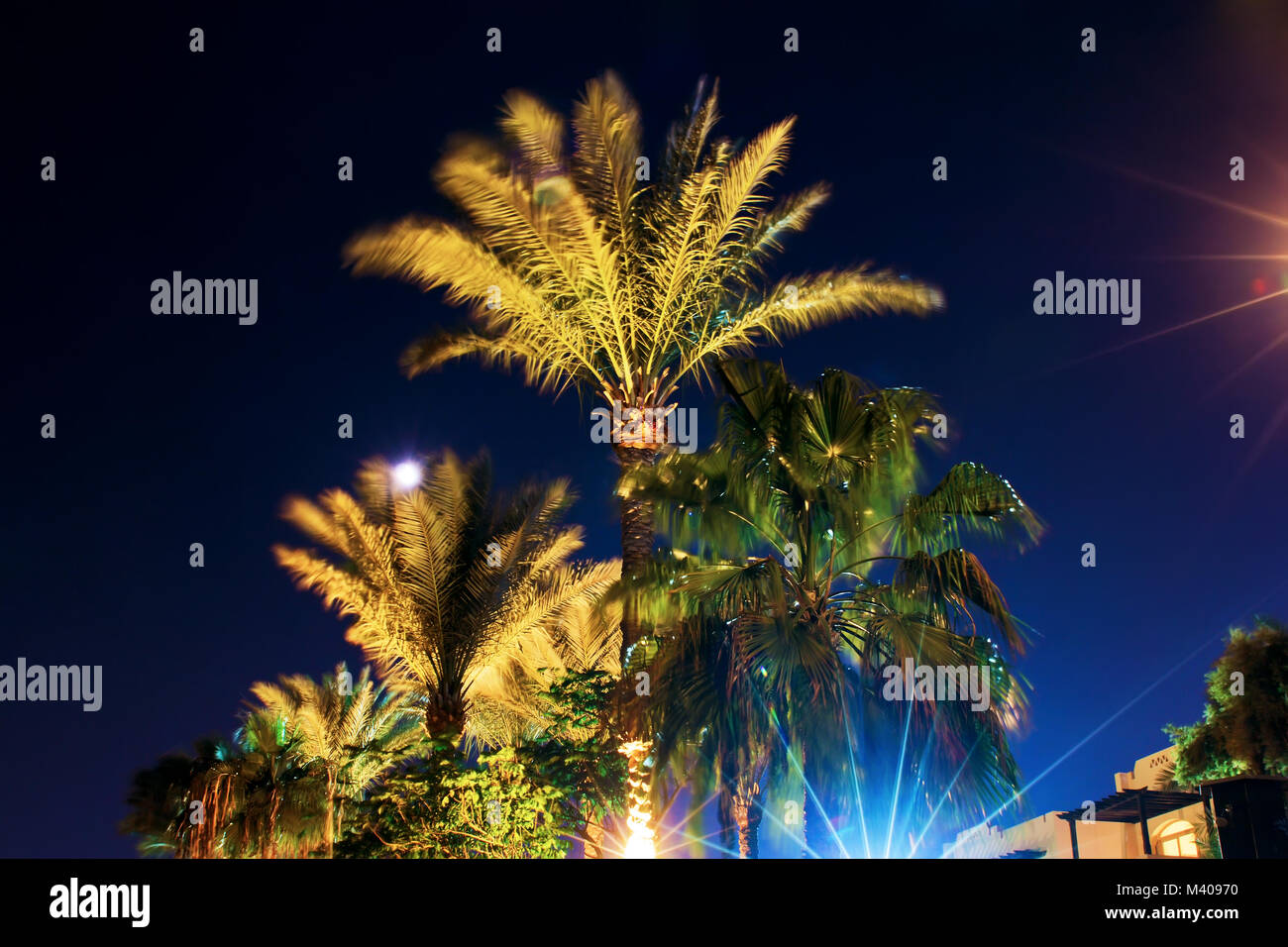 Image of trees and palms in a warm country. Wallpaper Stock Photo - Alamy