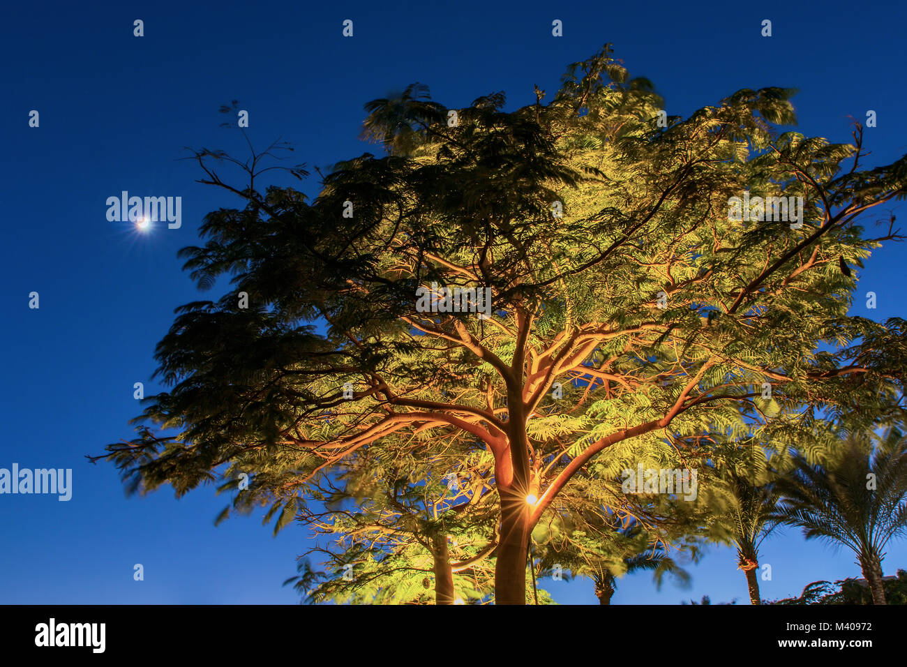 Image of trees and palms in a warm country. Wallpaper Stock Photo - Alamy