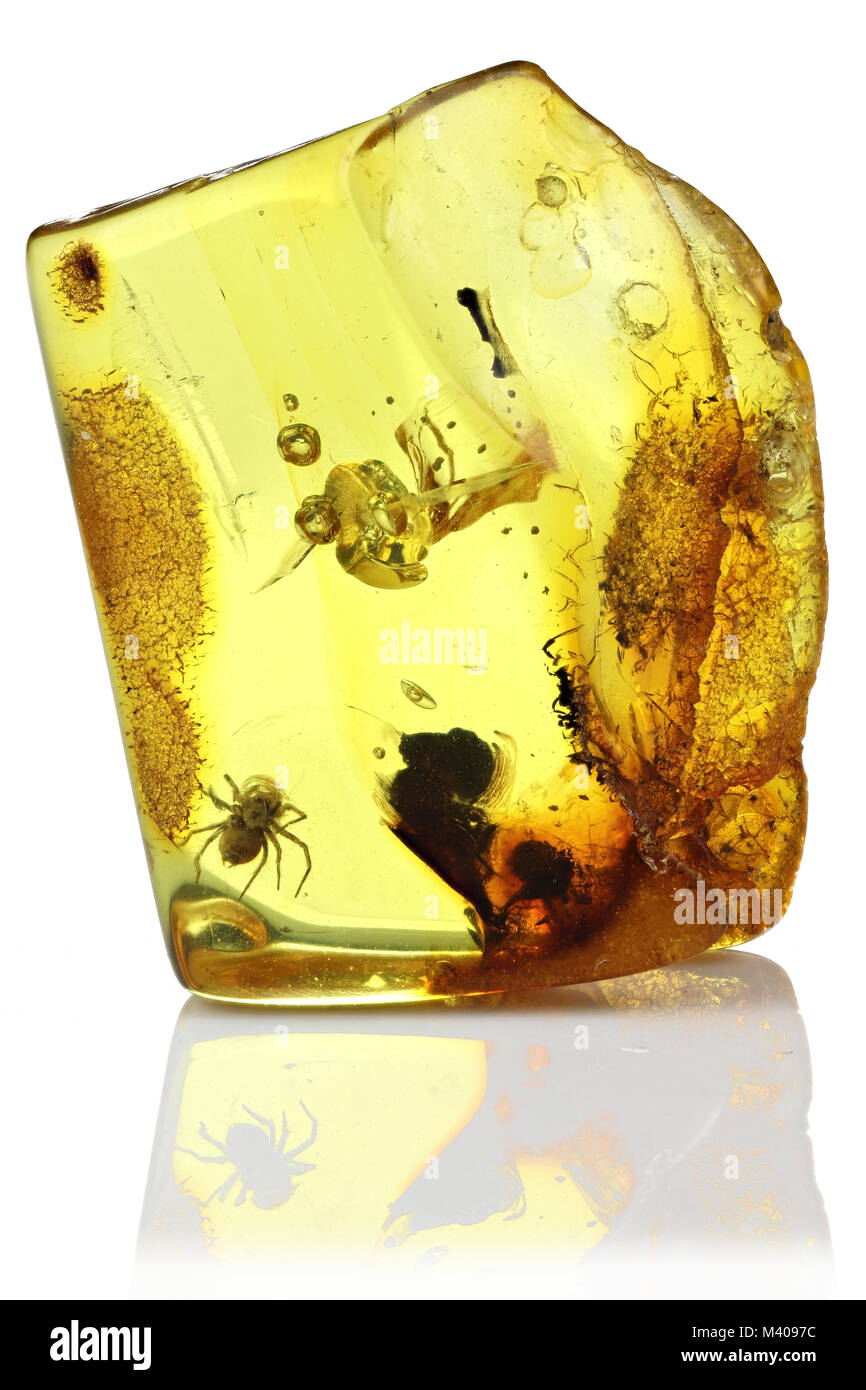 Baltic amber with spider isolated on white background Stock Photo - Alamy