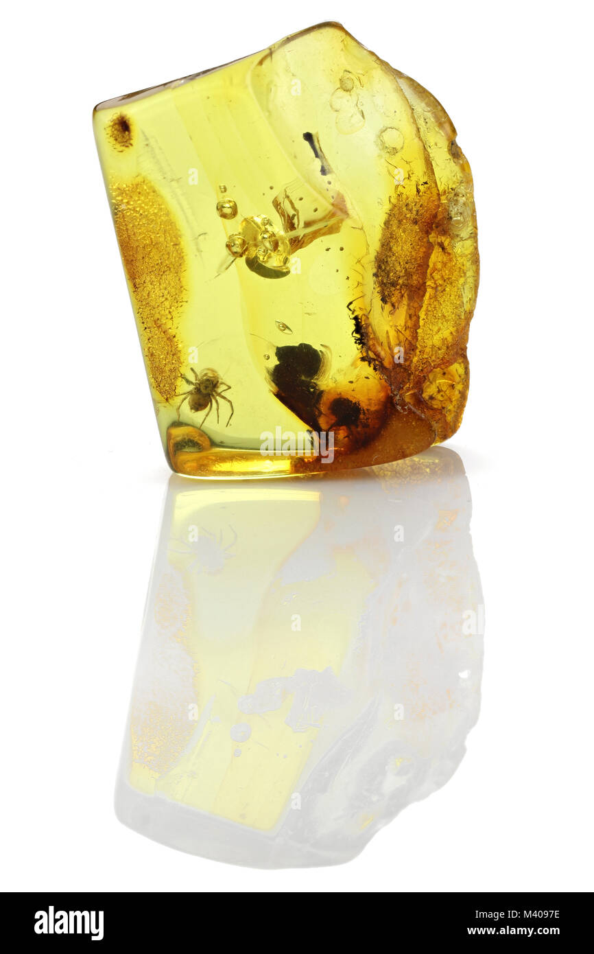 Baltic amber with spider isolated on white background Stock Photo - Alamy