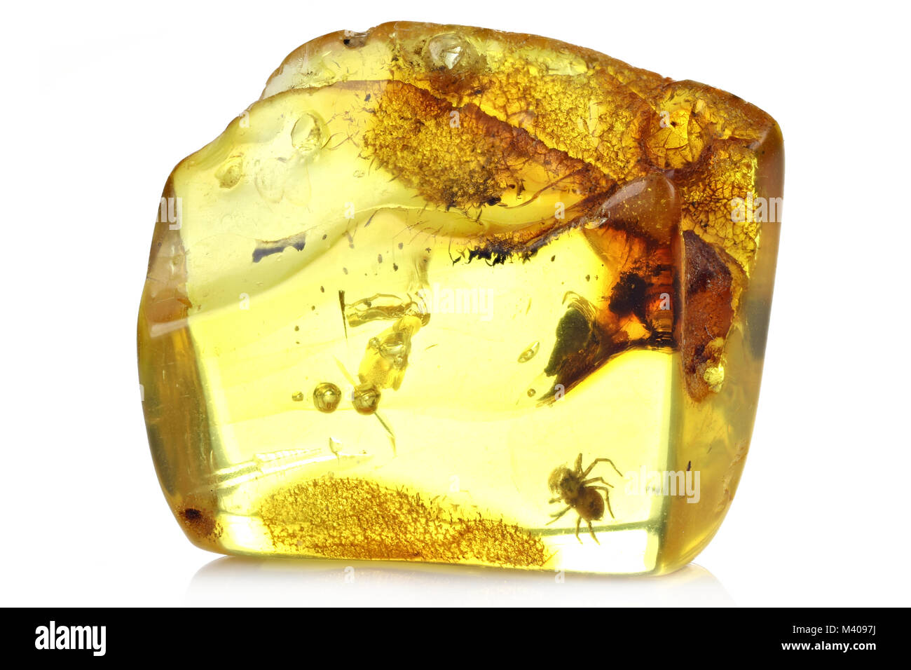 Baltic amber with spider isolated on white background Stock Photo - Alamy