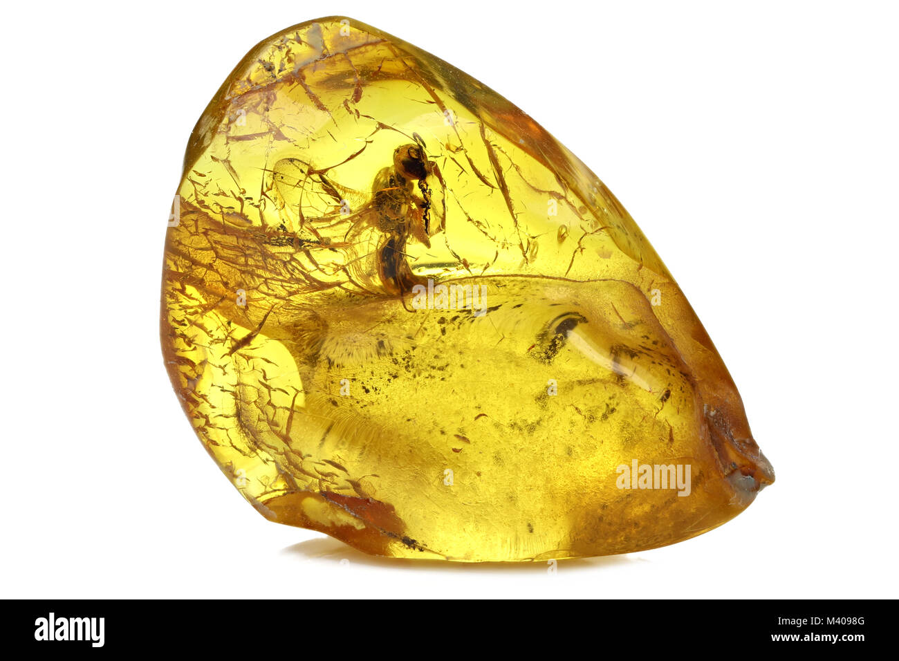 Baltic amber with wasp isolated on white background Stock Photo - Alamy