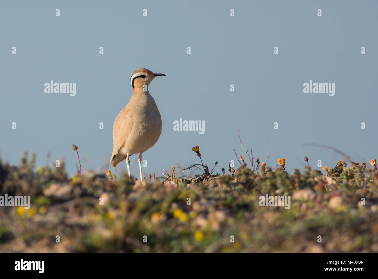 Cream-Coloured Courser (Cursorius cursor) in the desert on ...