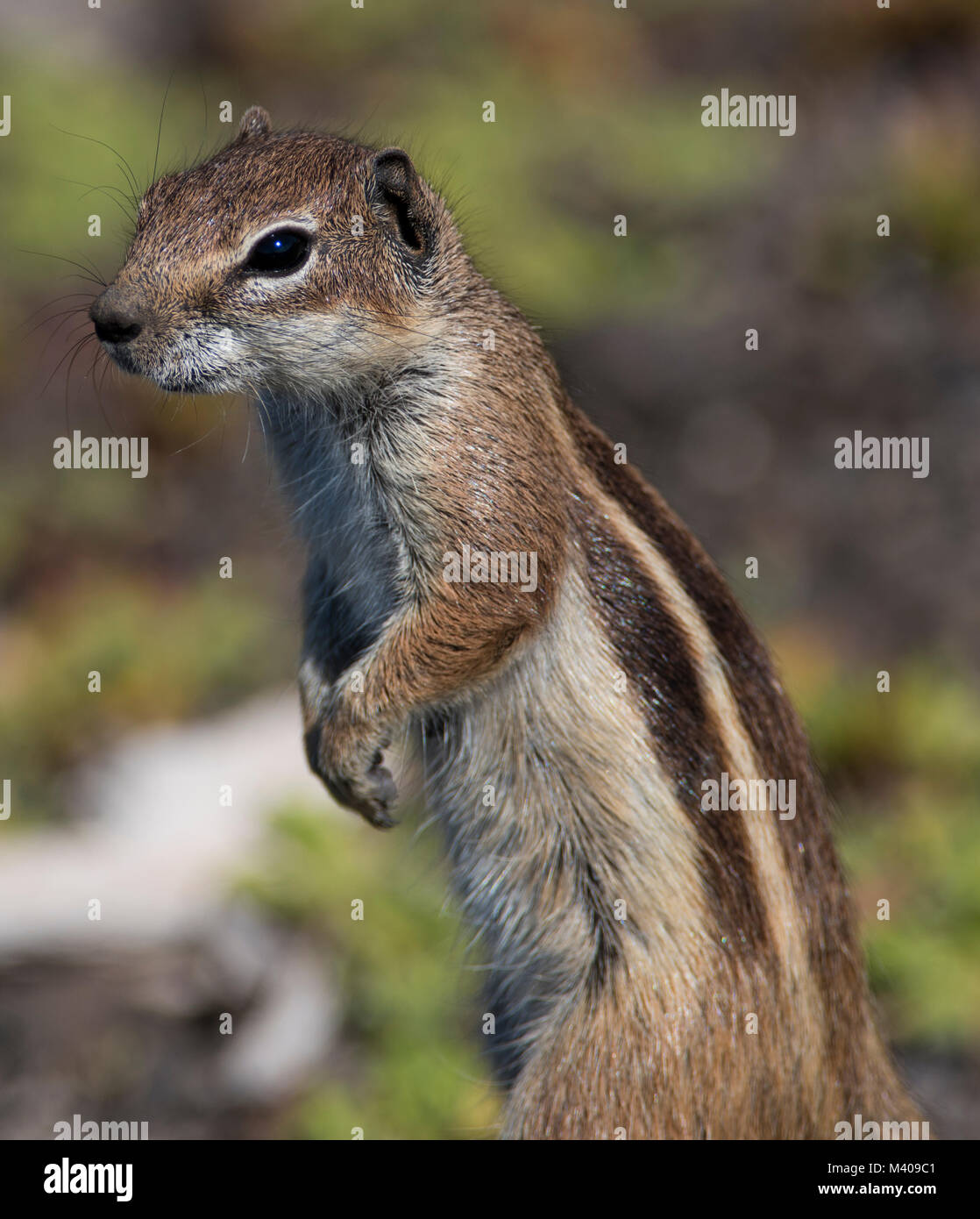 Barbary Ground Squirrel (Atlantoxerus getulus) sat on rocks ...