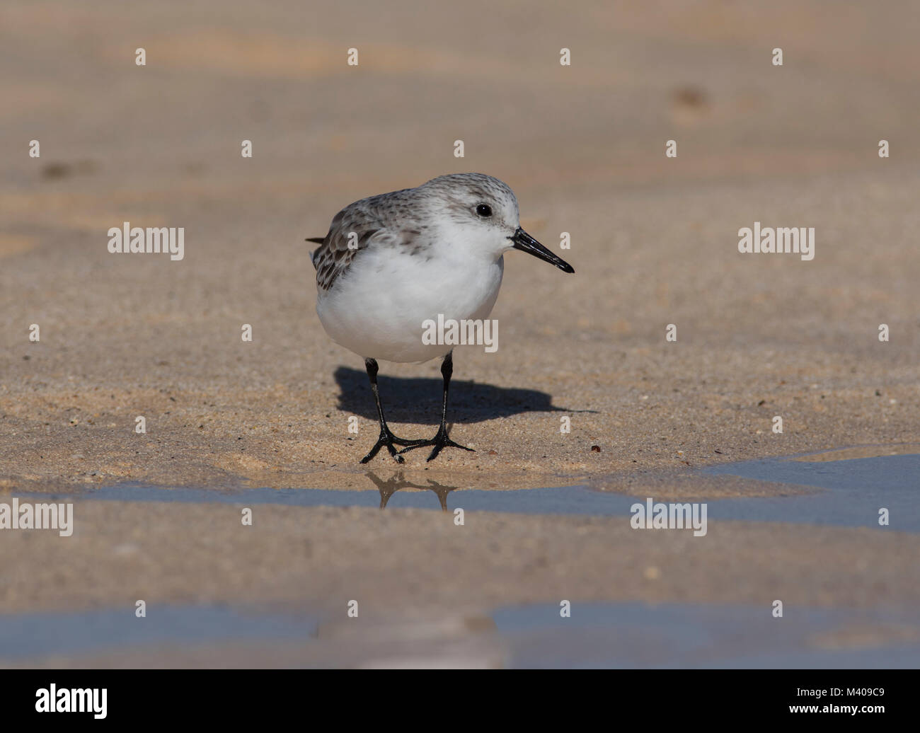 Sanderling (Calidris alba) in winter plumage on a sandy beach on the ...