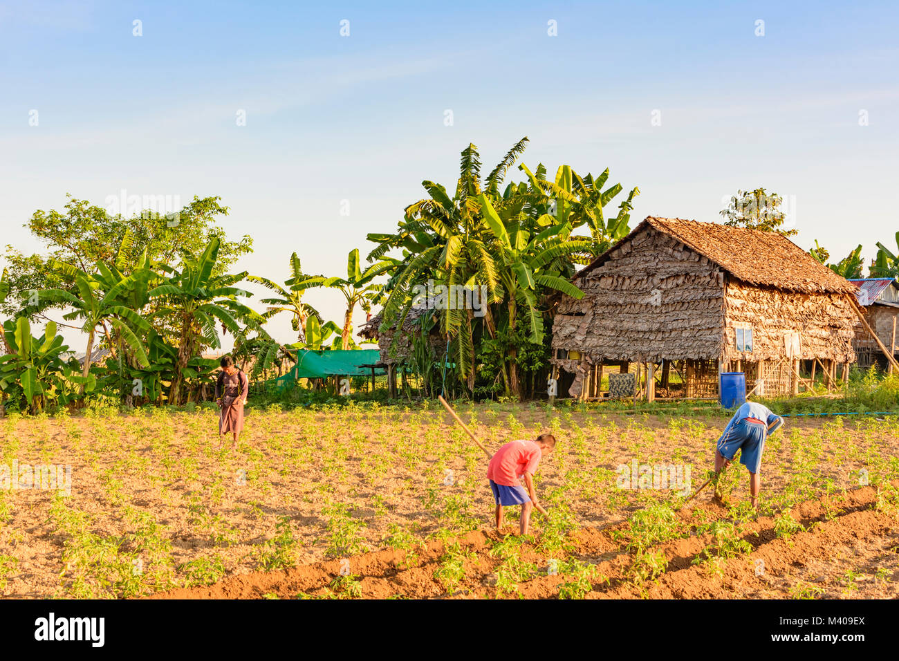 Hpa-An: farm house, farmer, children hoe field, house of bamboo and dry ...