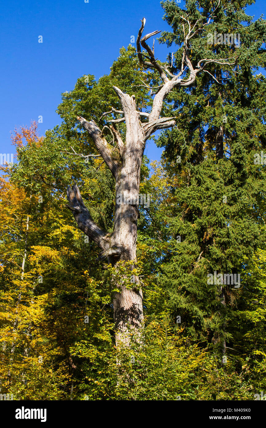 Alter baum hi-res stock photography and images - Alamy