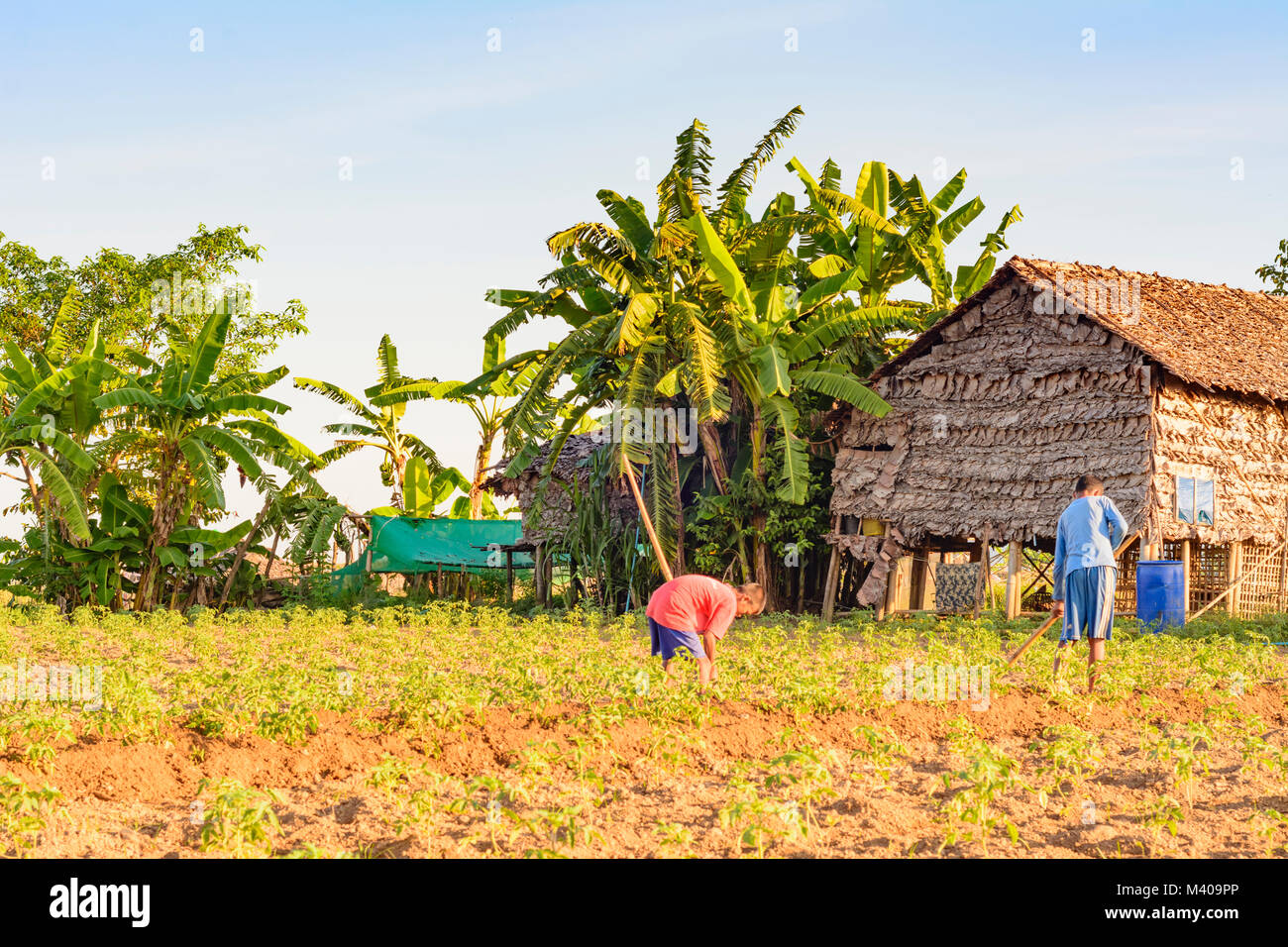 Hpa-An: farm house, farmer, children hoe field, house of bamboo and dry ...