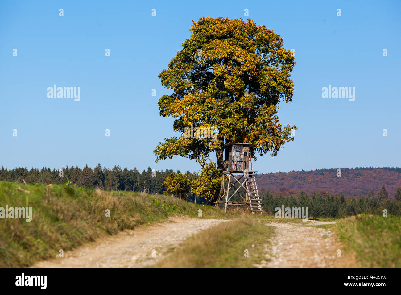 Baum mit hochsitz hi-res stock photography and images - Alamy