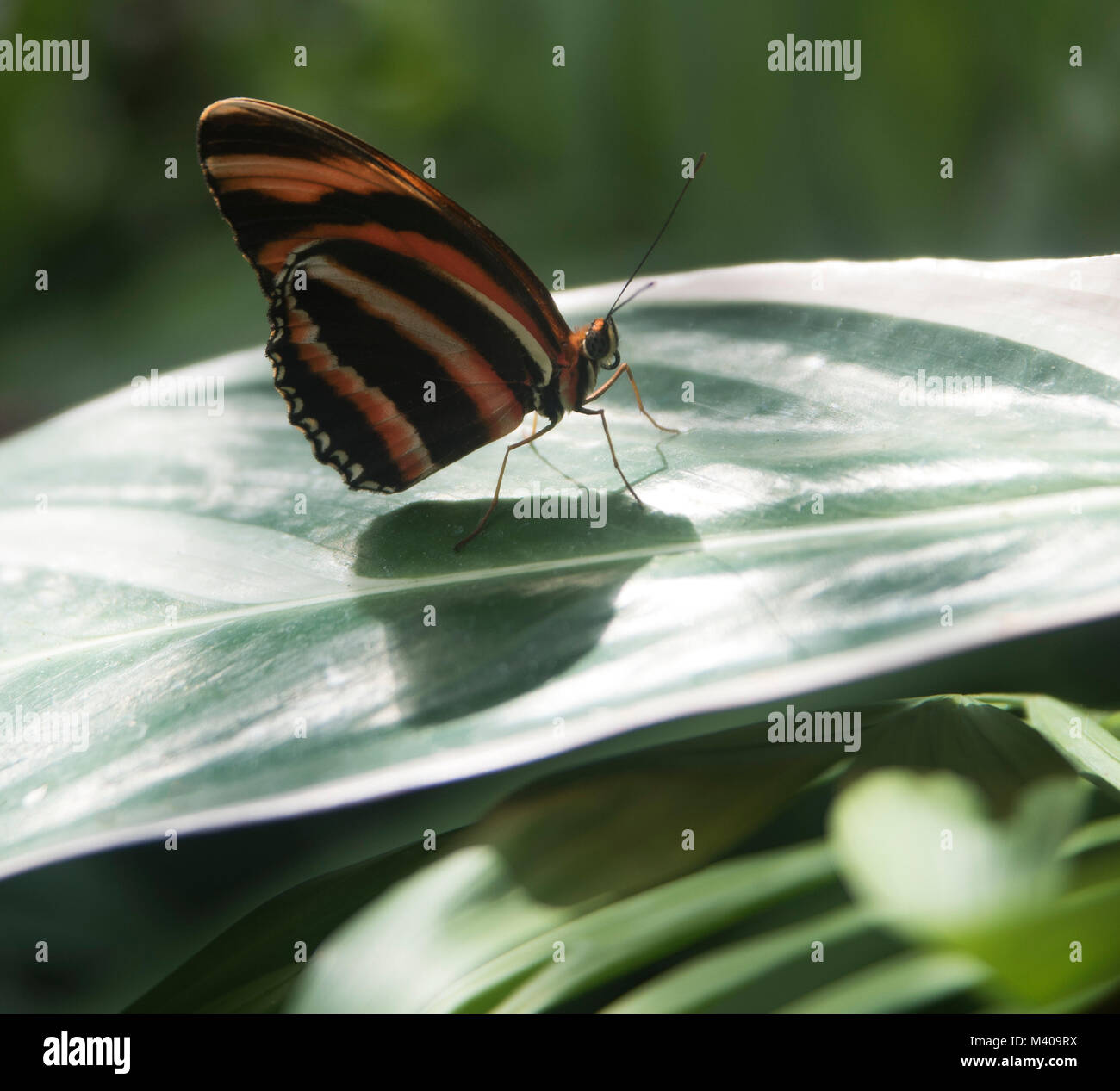 Macro shots of monarch butterfly sitting on broad leaf with brightly ...